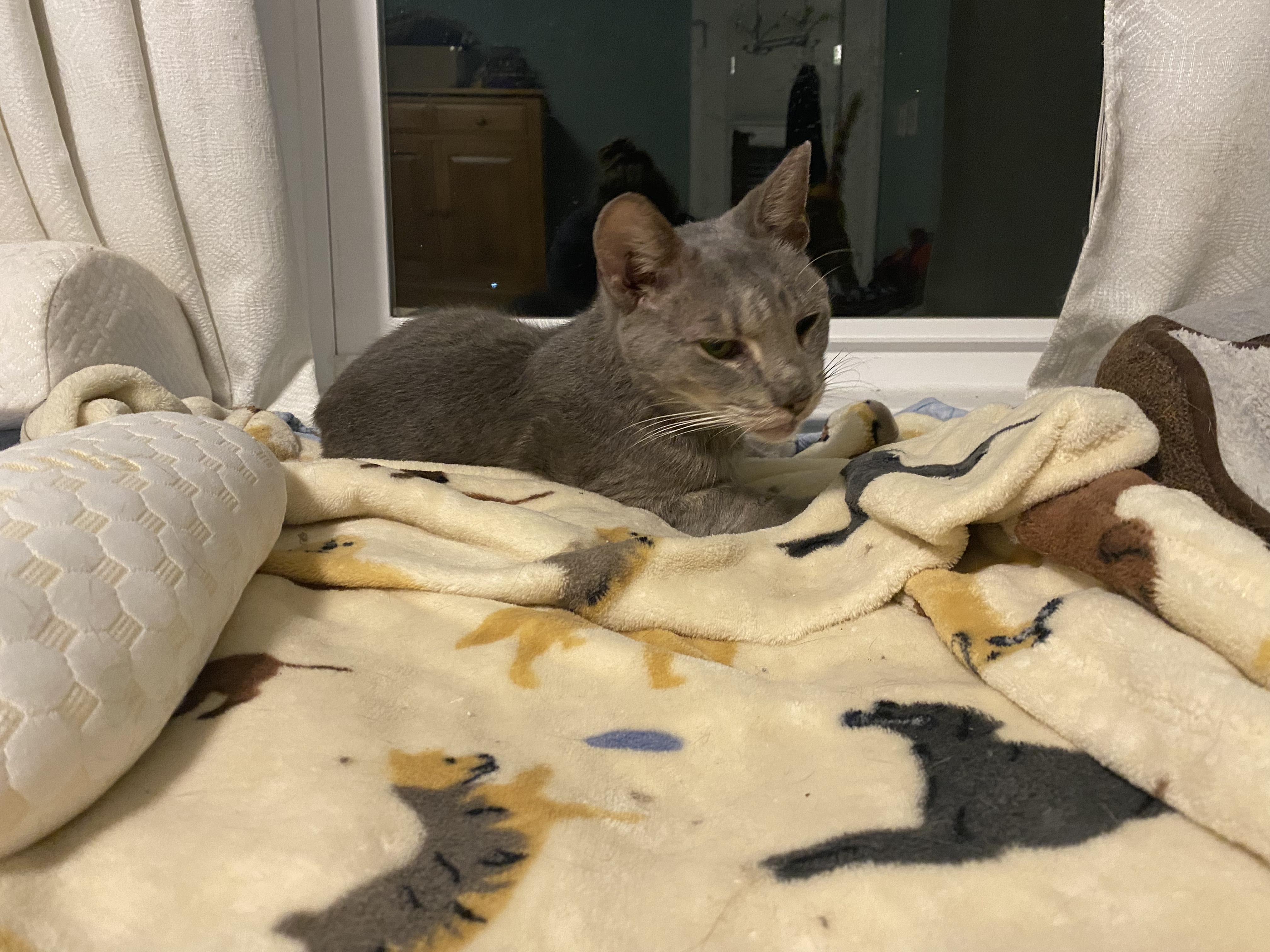 Cat for adoption - Mr. Grey Paws, a Domestic Short Hair in Warminster ...