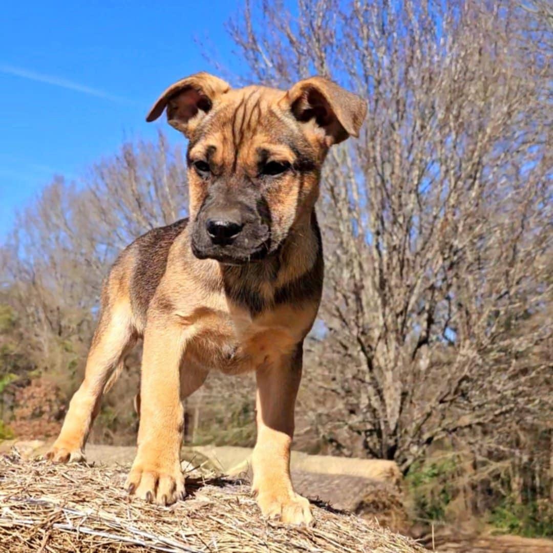 Dog for adoption - Ramona, a Black Mouth Cur & German Shepherd Dog Mix ...