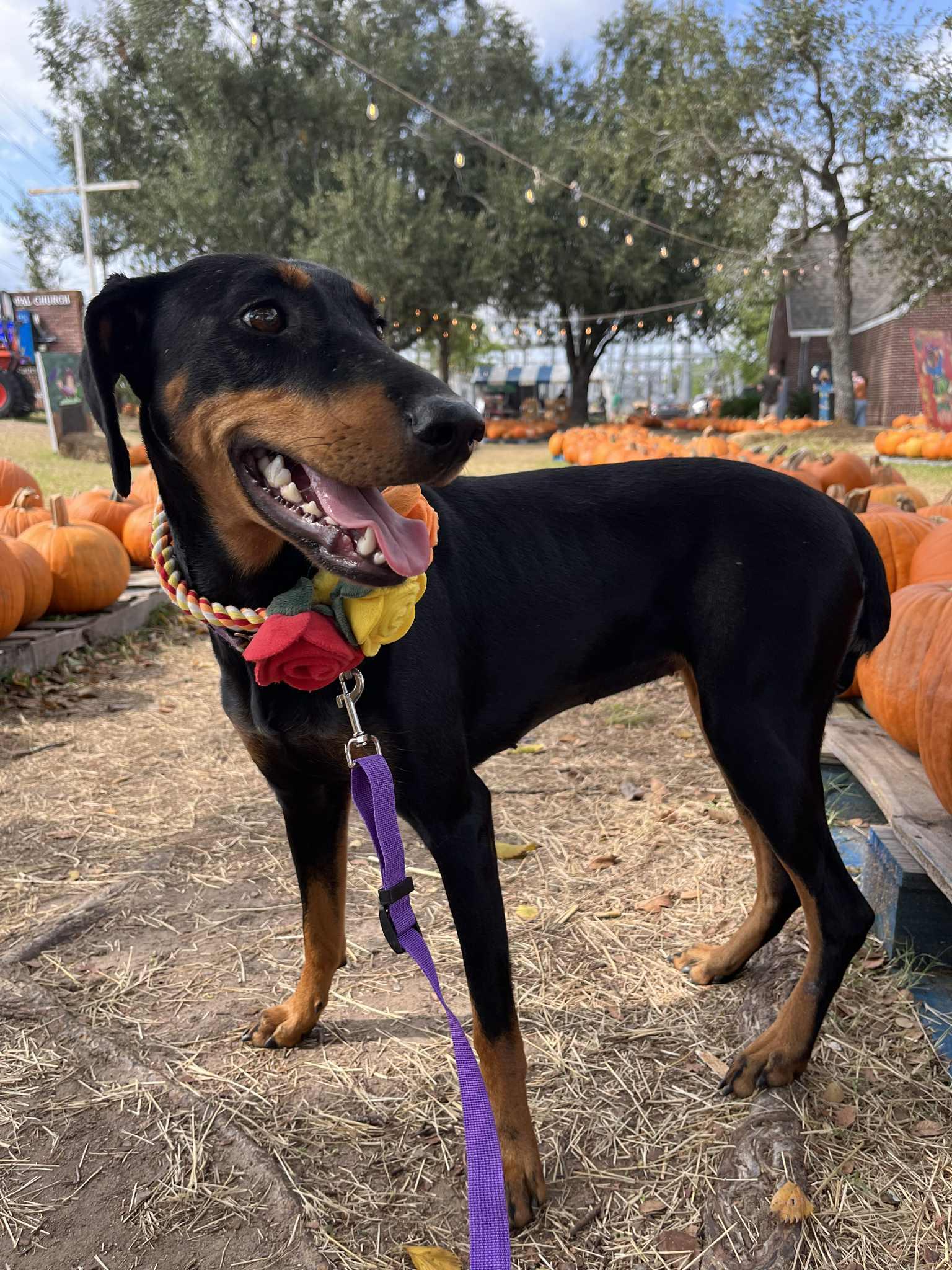Dog for adoption - Miss Spark, a Doberman Pinscher in Glastonbury, CT ...
