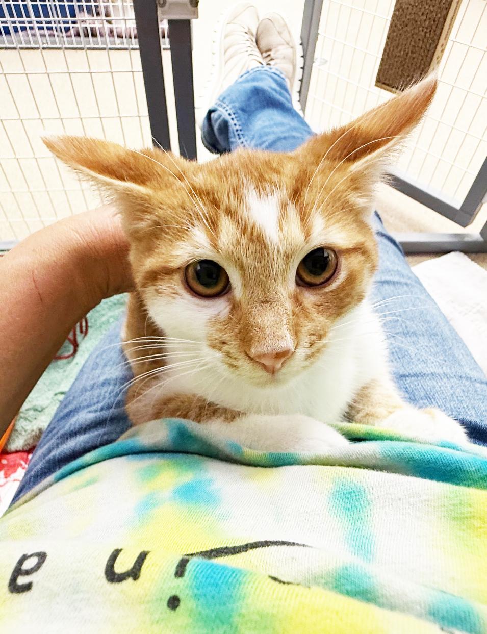 Cat for adoption - Hozier - purrecious baby boy!, a Domestic Short Hair ...