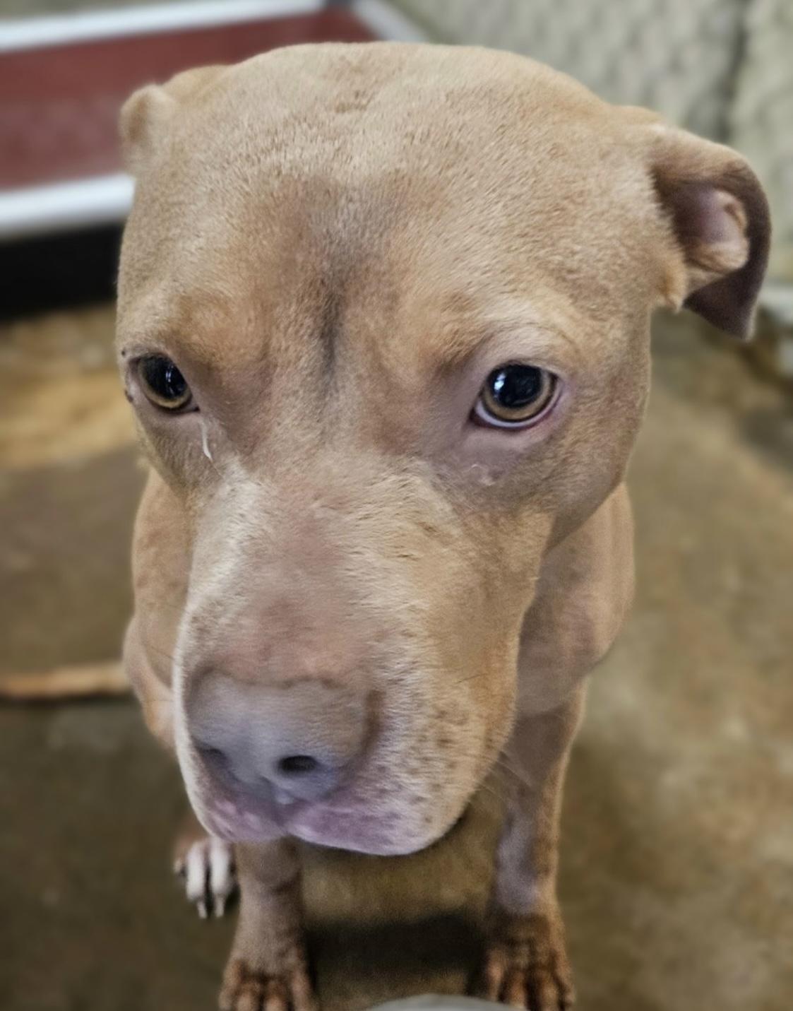 Dog for adoption - Brandy HOLD, an American Bully in Canton, OH | Petfinder