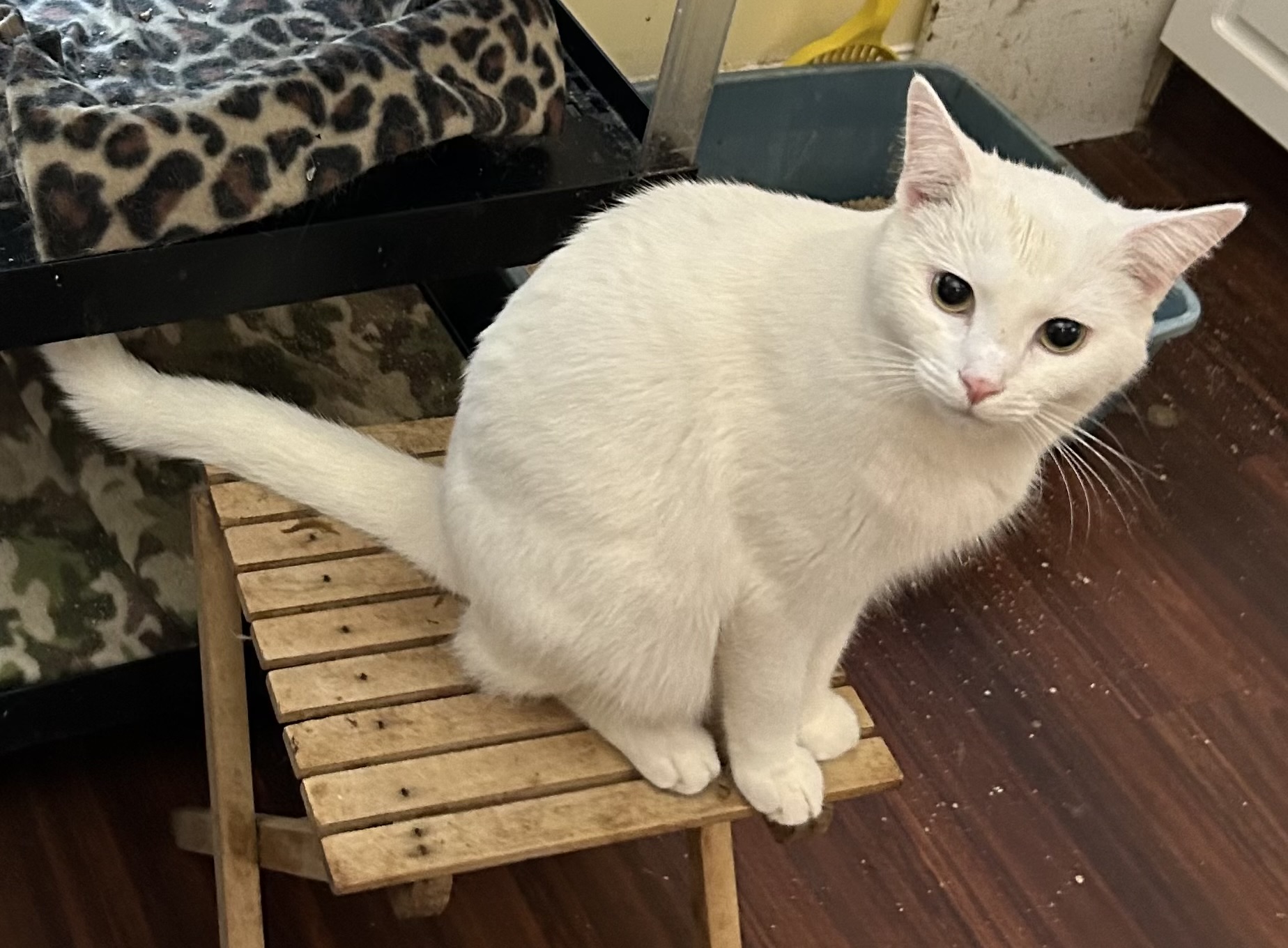 Cat for adoption - Whitey Bulger (heart stealer), a Domestic Short Hair ...