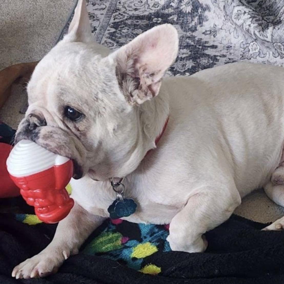 Frank - Adoptable Pet | Petfinder | Petfinder