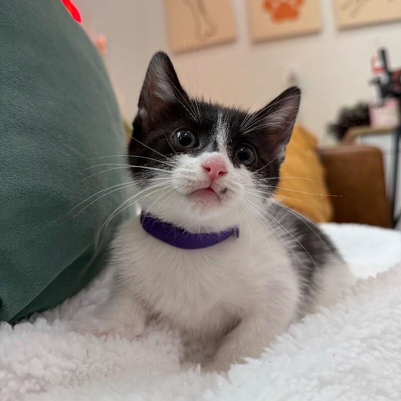 Cat for adoption - Mocha Mousse Hart, a Tuxedo & Domestic Short Hair ...