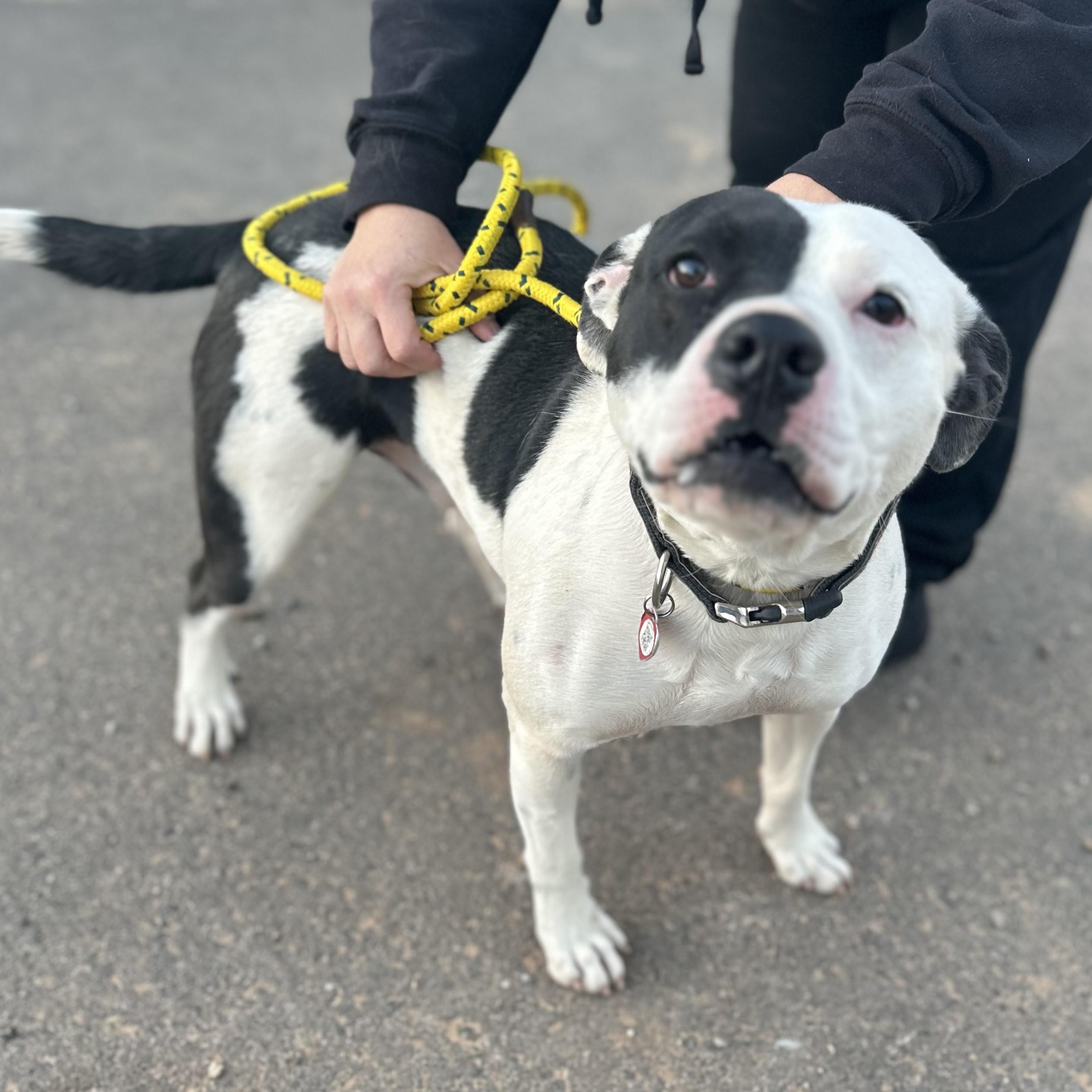 Dog for adoption - Bingo, an American Bully Mix in Pound, VA | Petfinder