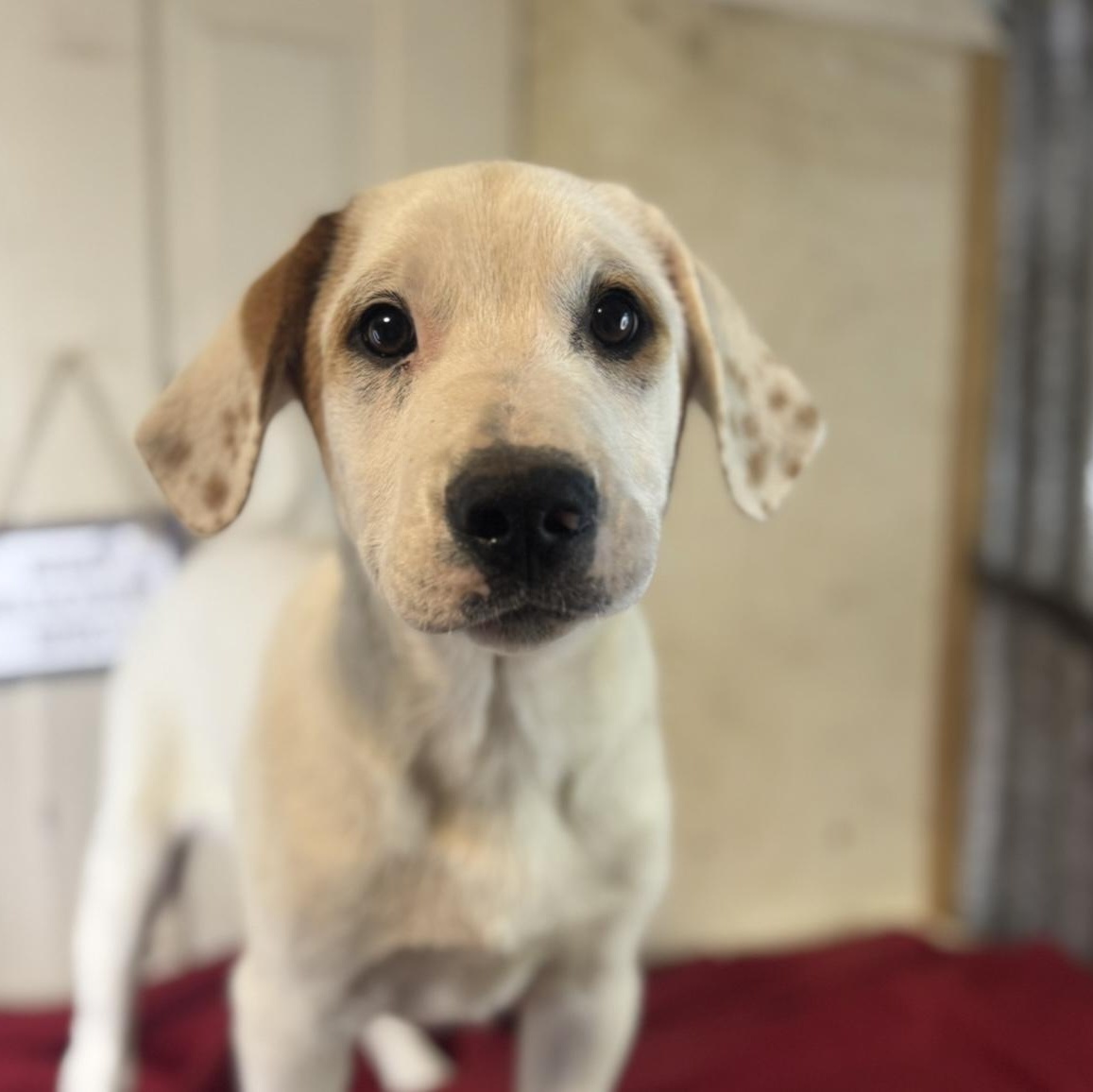 Dog for adoption - Walker, a Coonhound & Labrador Retriever Mix in ...