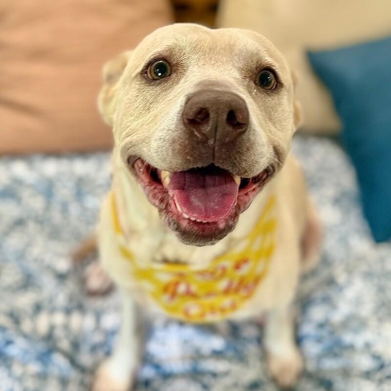 Dog for adoption - Daisy Dog the happy Family lab, a Yellow Labrador Retriever & Pit Bull ...