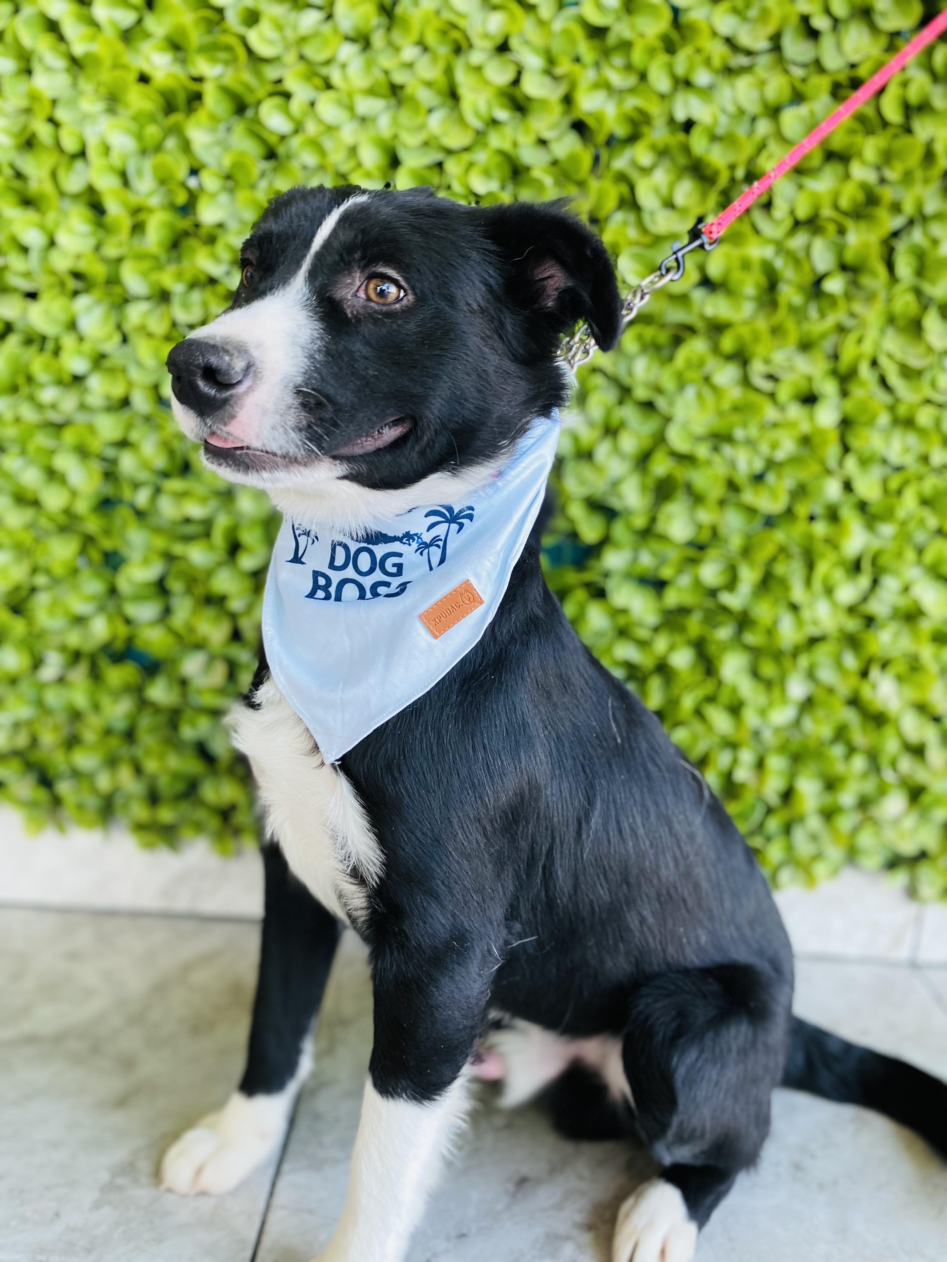 Dog for adoption - Dudley, a Border Collie Mix in Manchester, NH | Petfinder