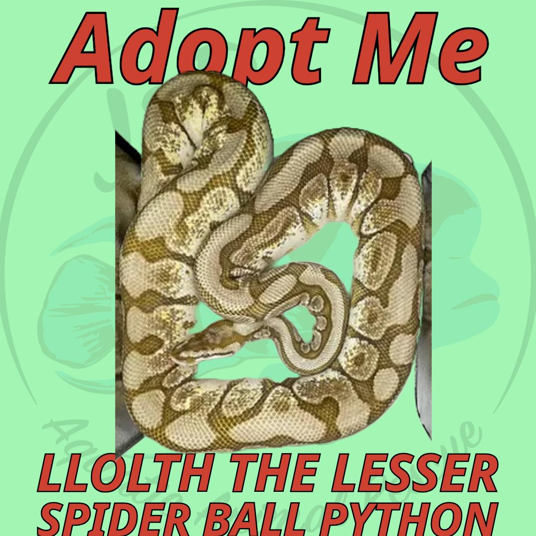 Snake for adoption - Llolth the Lesser Spider Ball Python, a Ball ...