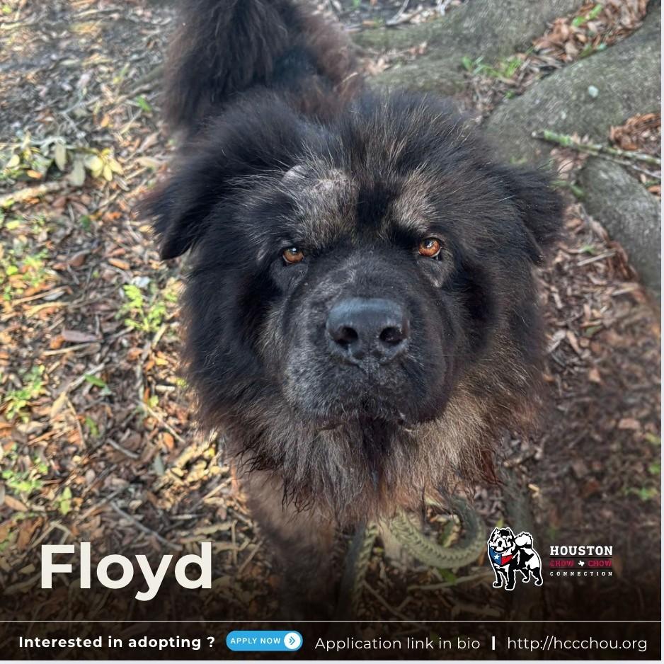 Dog for adoption - Floyd, a Chow Chow in Bath, ME | Petfinder