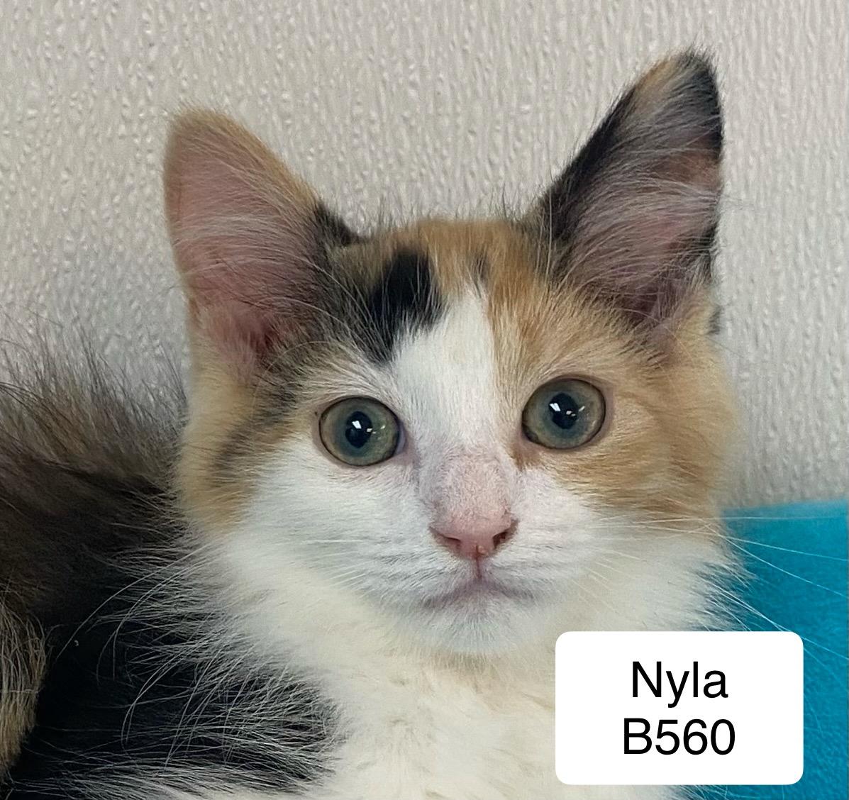 Cat for adoption - Nyla, a Domestic Long Hair in Morganton, NC | Petfinder