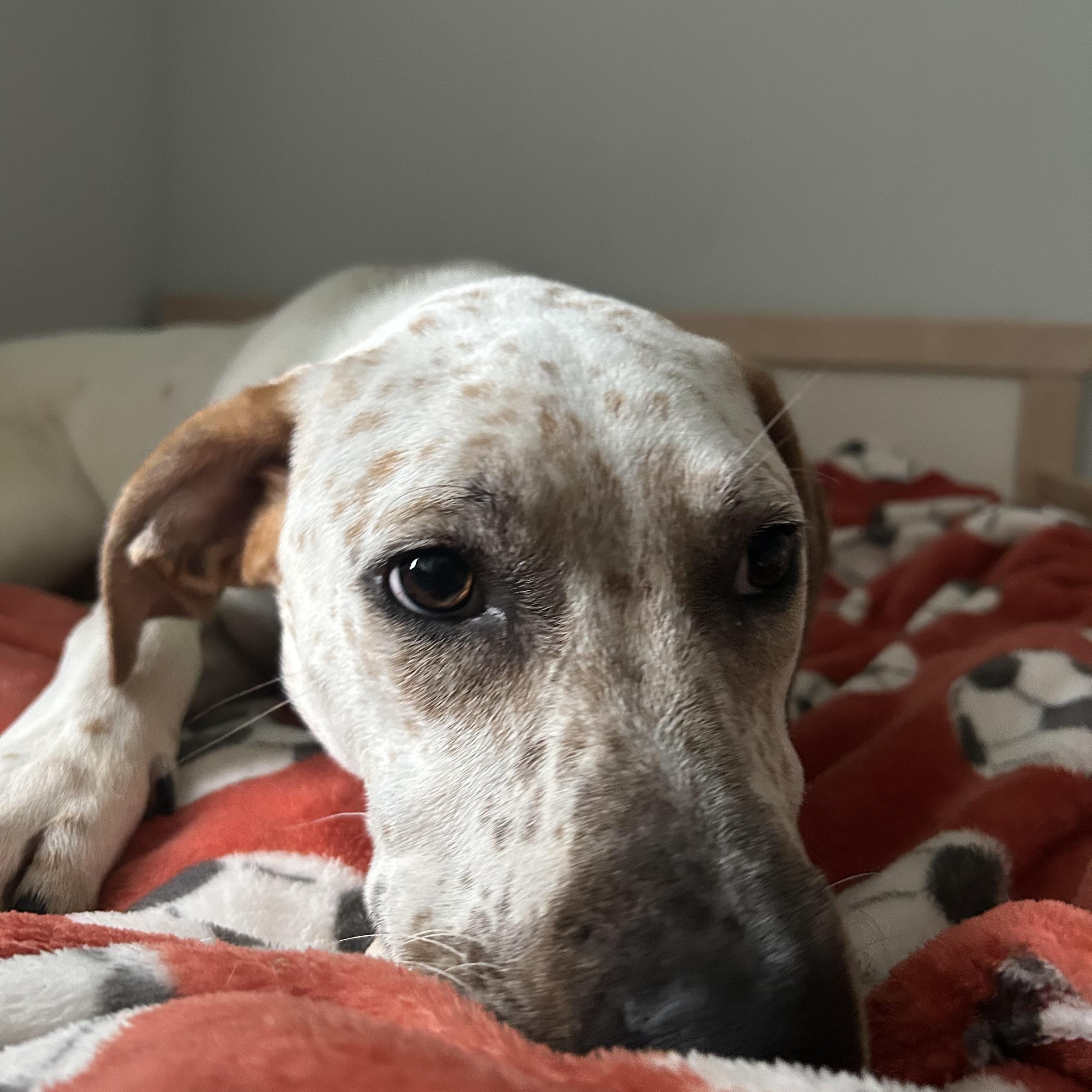 Dog for adoption - CODY, a Labrador Retriever & Pointer Mix in Albany ...