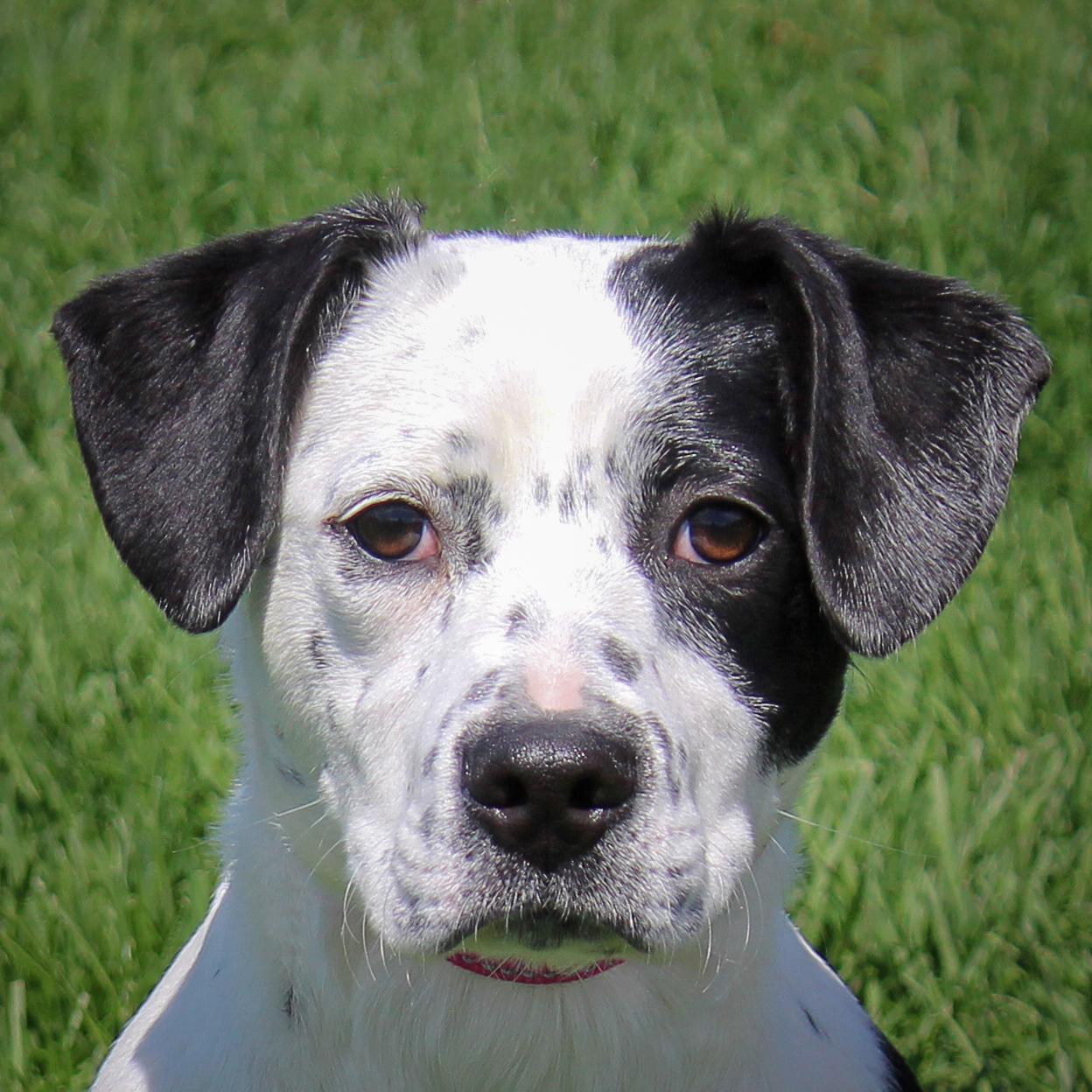 Dog for adoption - Dahlia, a Border Collie & English Pointer Mix in ...
