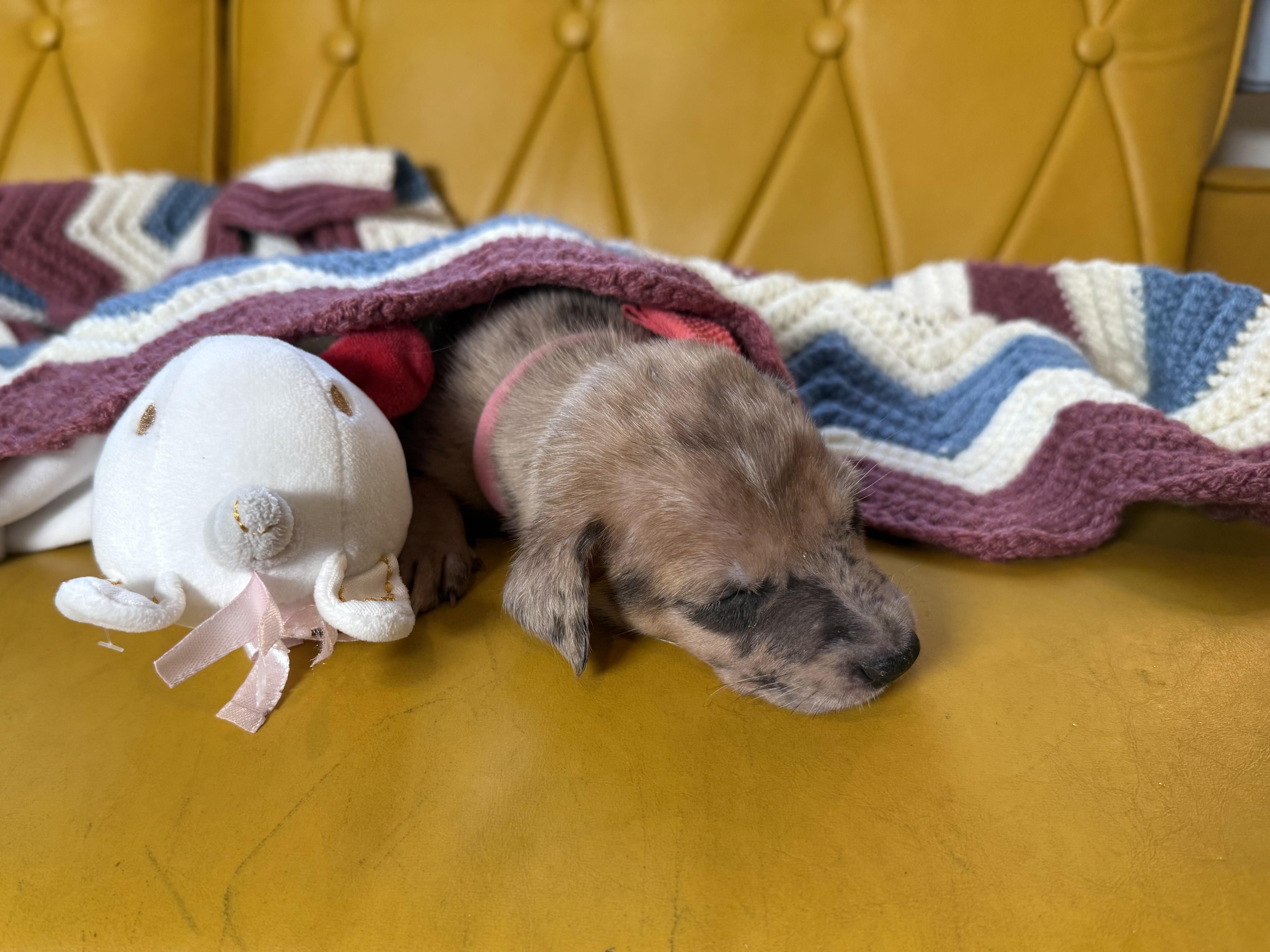 Dog for adoption - Addie Roll Med, a Black Mouth Cur & Pit Bull Terrier ...