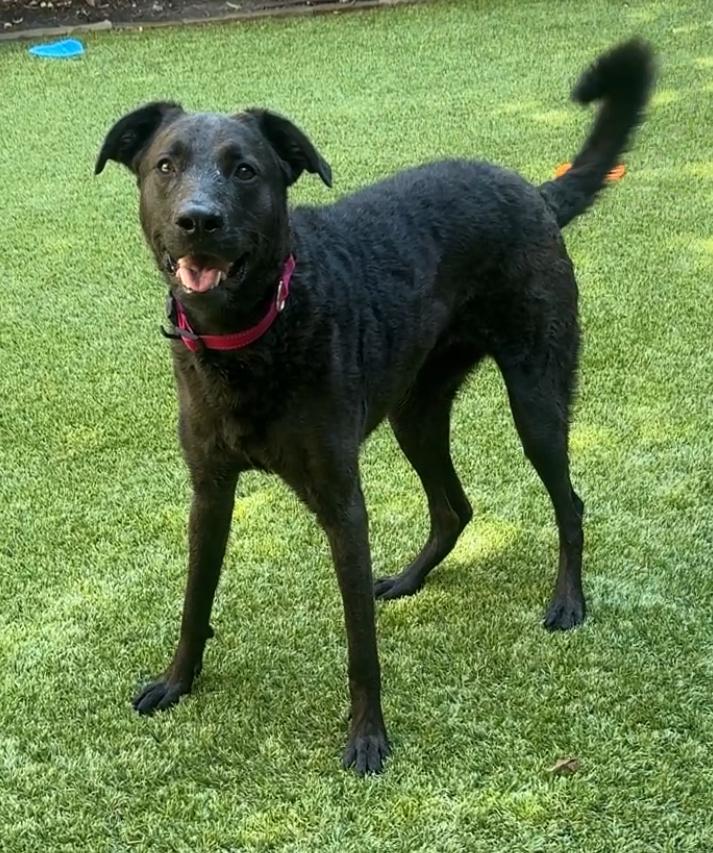 Dog for adoption - Penny, a Chesapeake Bay Retriever & German Shepherd ...