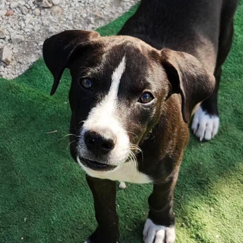 Dog for adoption - Fredrick JuM/JW, a Black Labrador Retriever Mix in ...