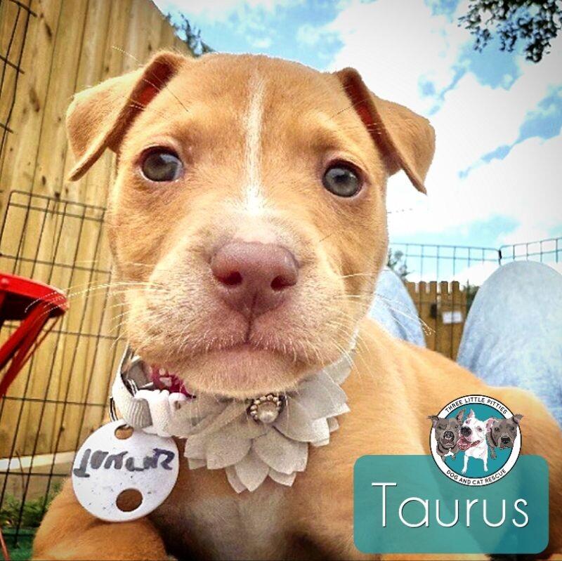 Dog for adoption - Taurus Ford, a Labrador Retriever & Pit Bull Terrier Mix in Richmond, VA ...