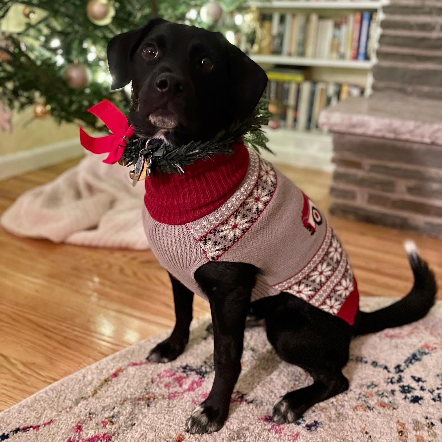 Dog for adoption - Beau, a Labrador Retriever & Shetland Sheepdog ...