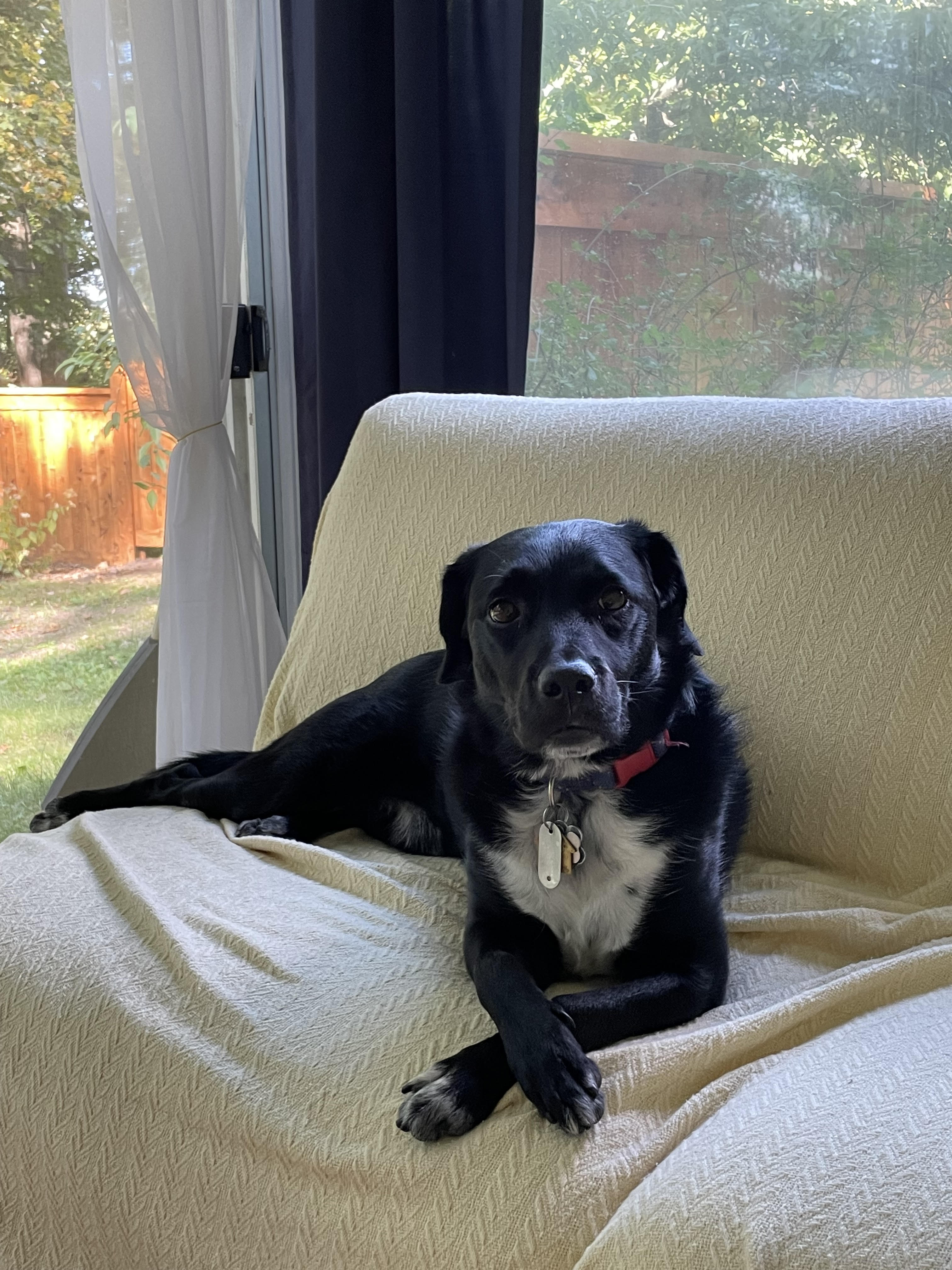 Dog for adoption - Beau, a Labrador Retriever & Shetland Sheepdog ...