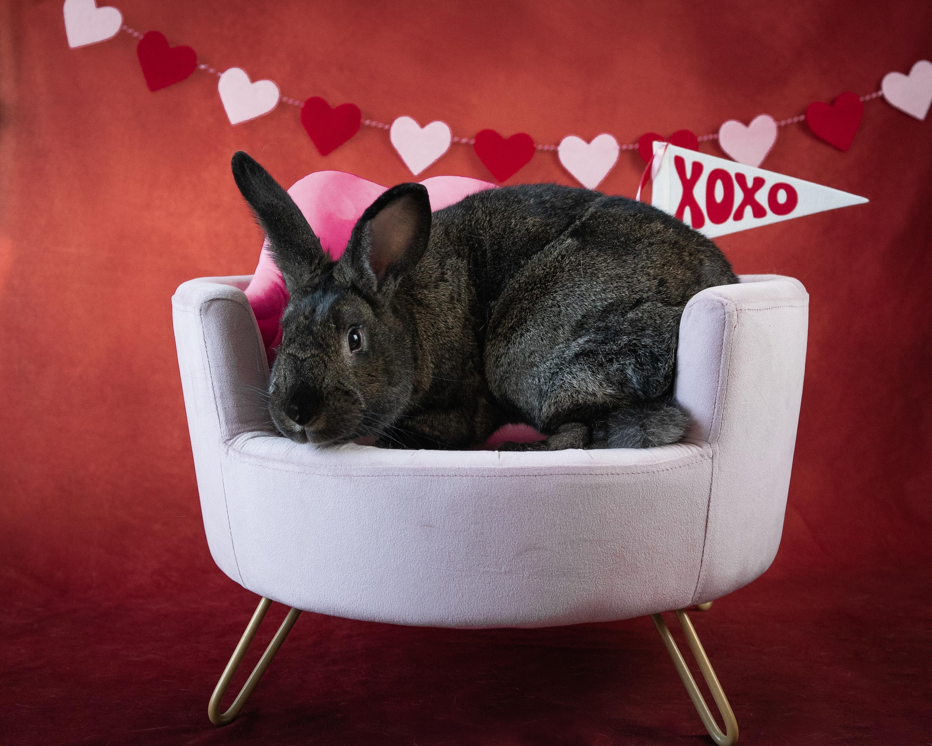 Rabbit for adoption - Brooke Shields the Beauty Queen, an American in ...