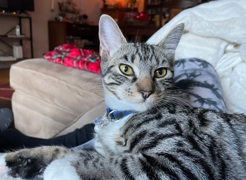 Cat for adoption - Sweet Singing Sasha, a Domestic Short Hair in El ...