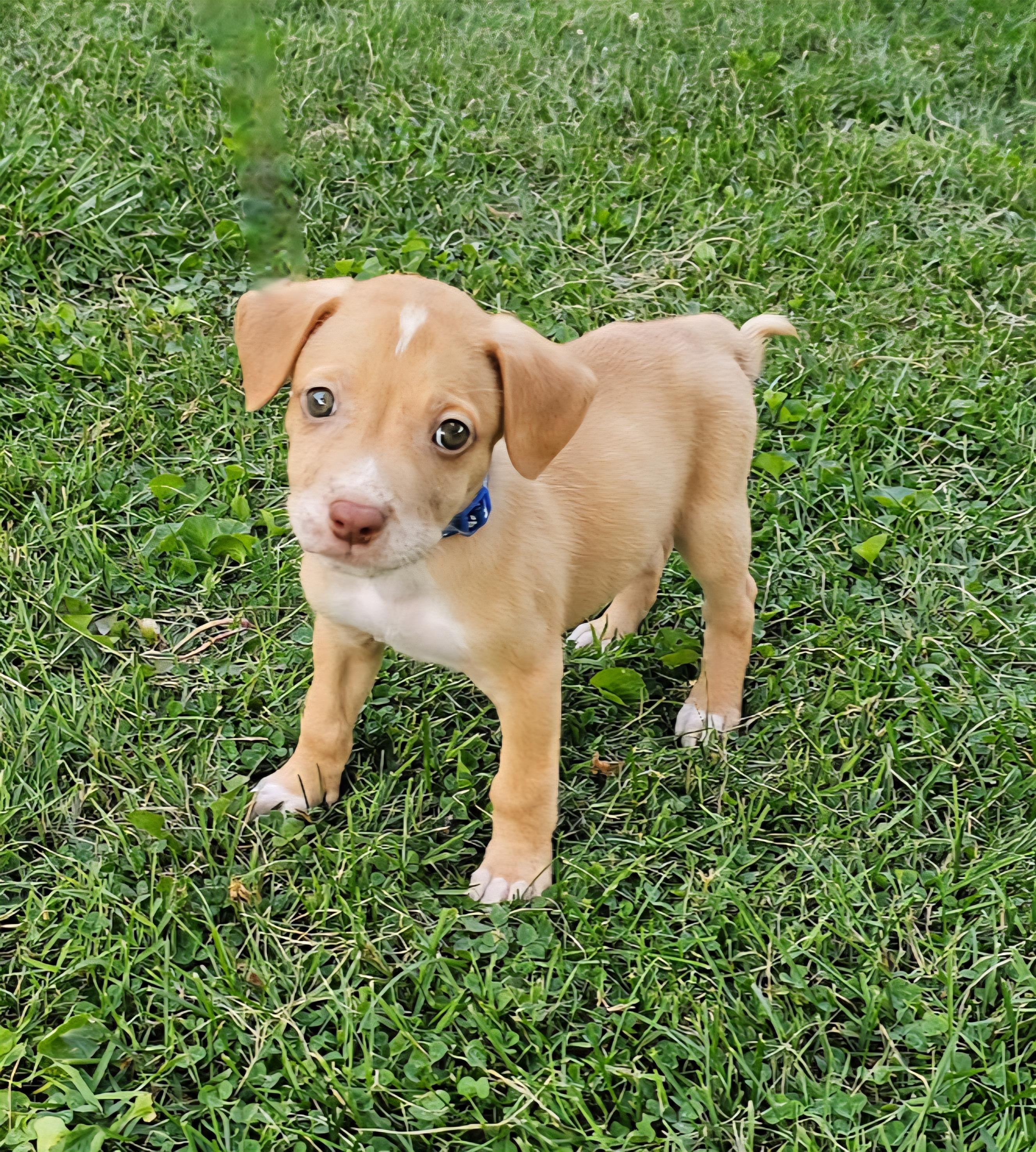 Dog for adoption - Corky, a Mixed Breed in Arlington Heights, IL ...