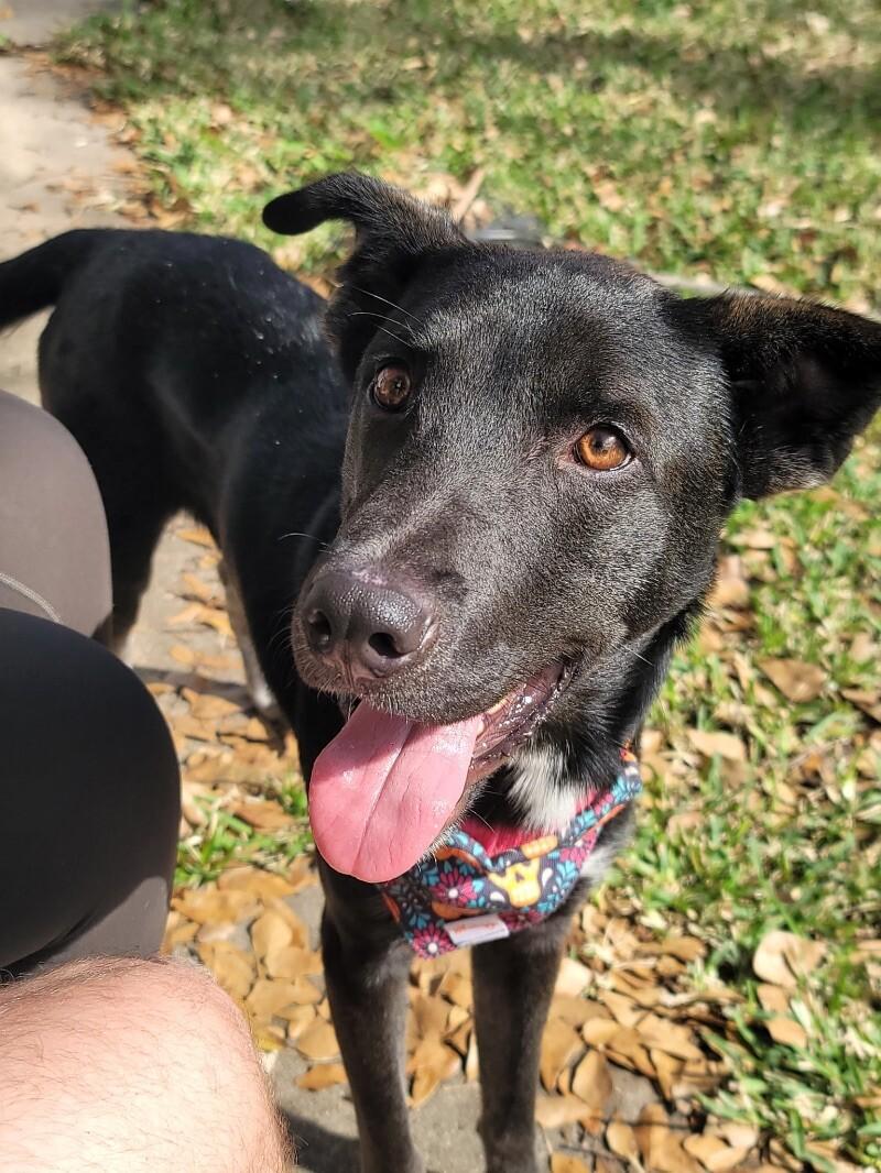 Dog for adoption - Gus the go-getter adventurer, a German Shepherd Dog ...