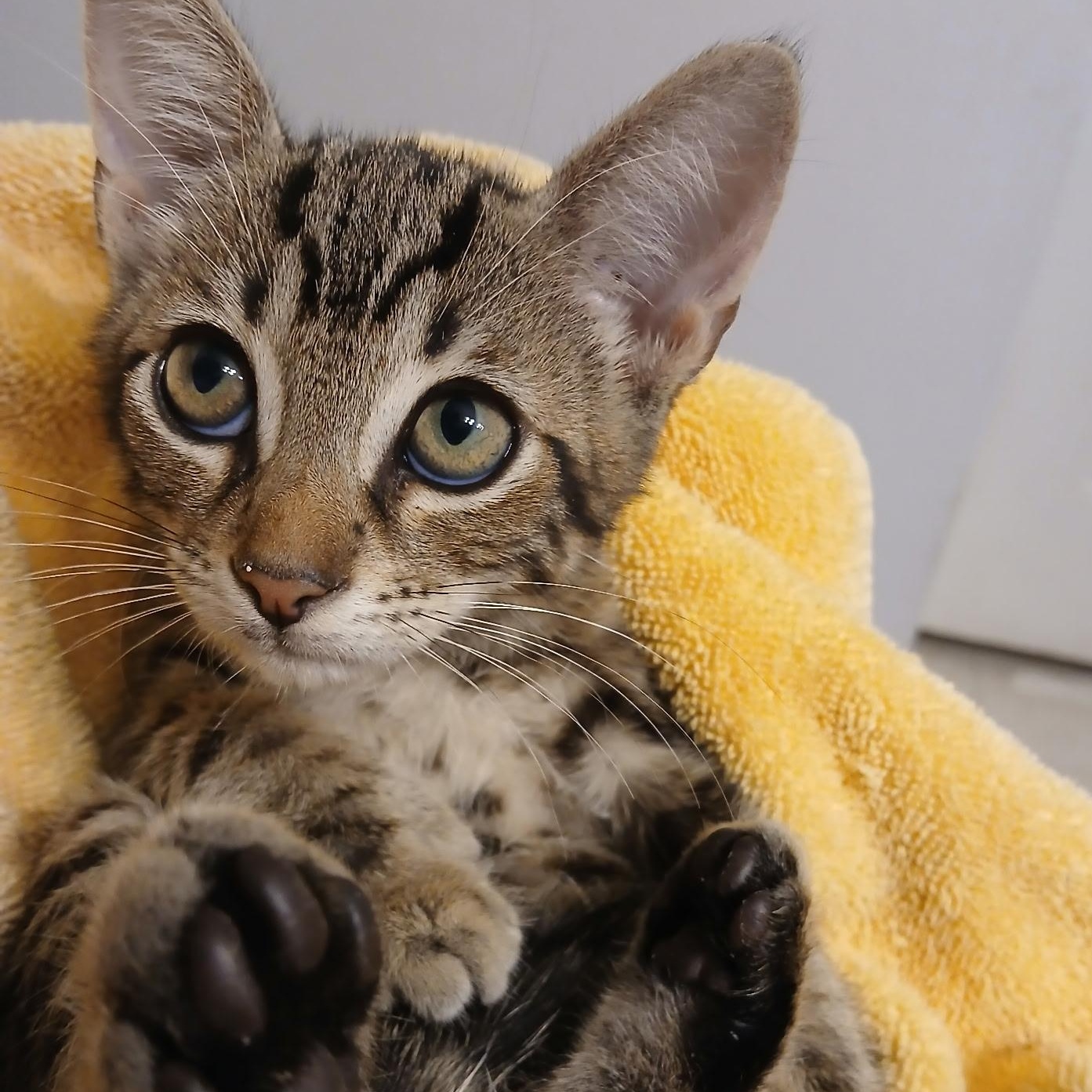 Cat for adoption - Lorian, an Extra-Toes Cat / Hemingway Polydactyl Mix ...