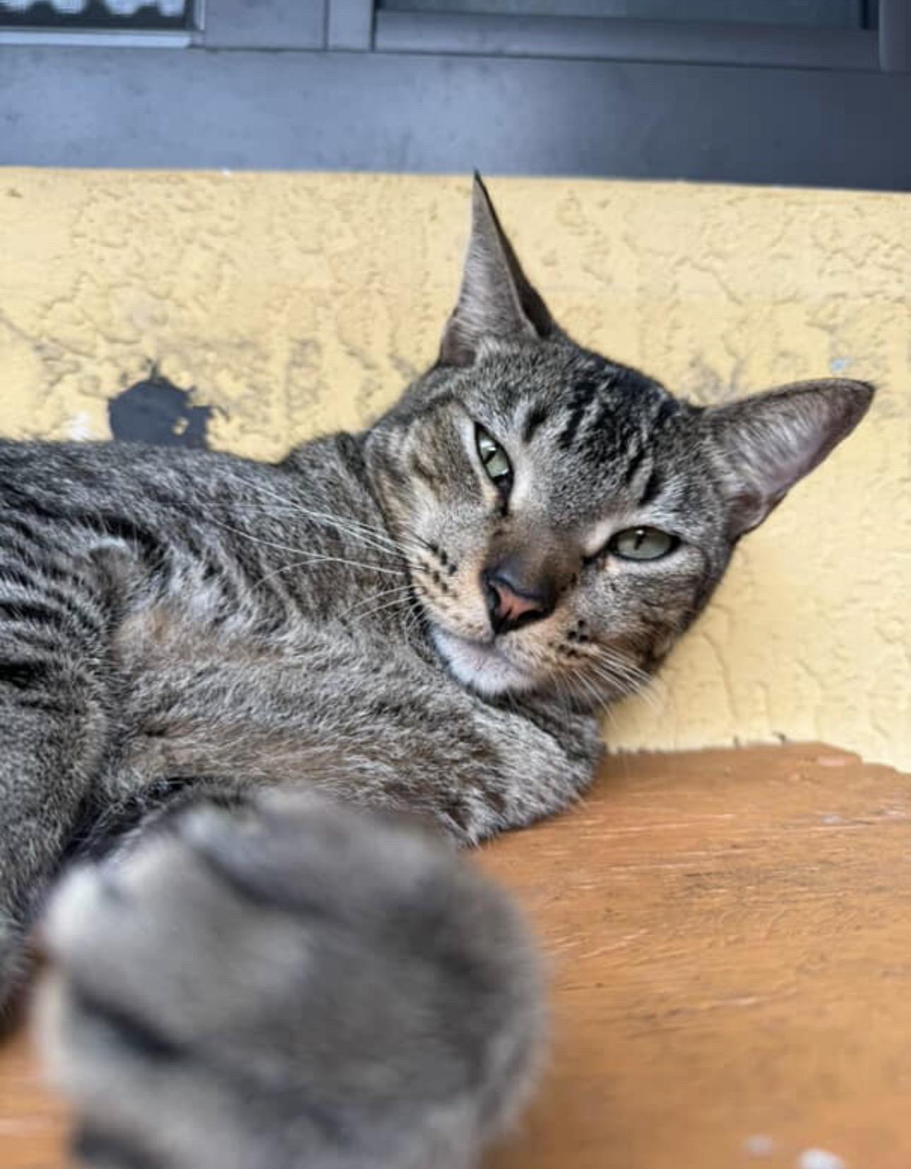 Cat for adoption - Rico Suave, an American Shorthair in Worcester, MA ...