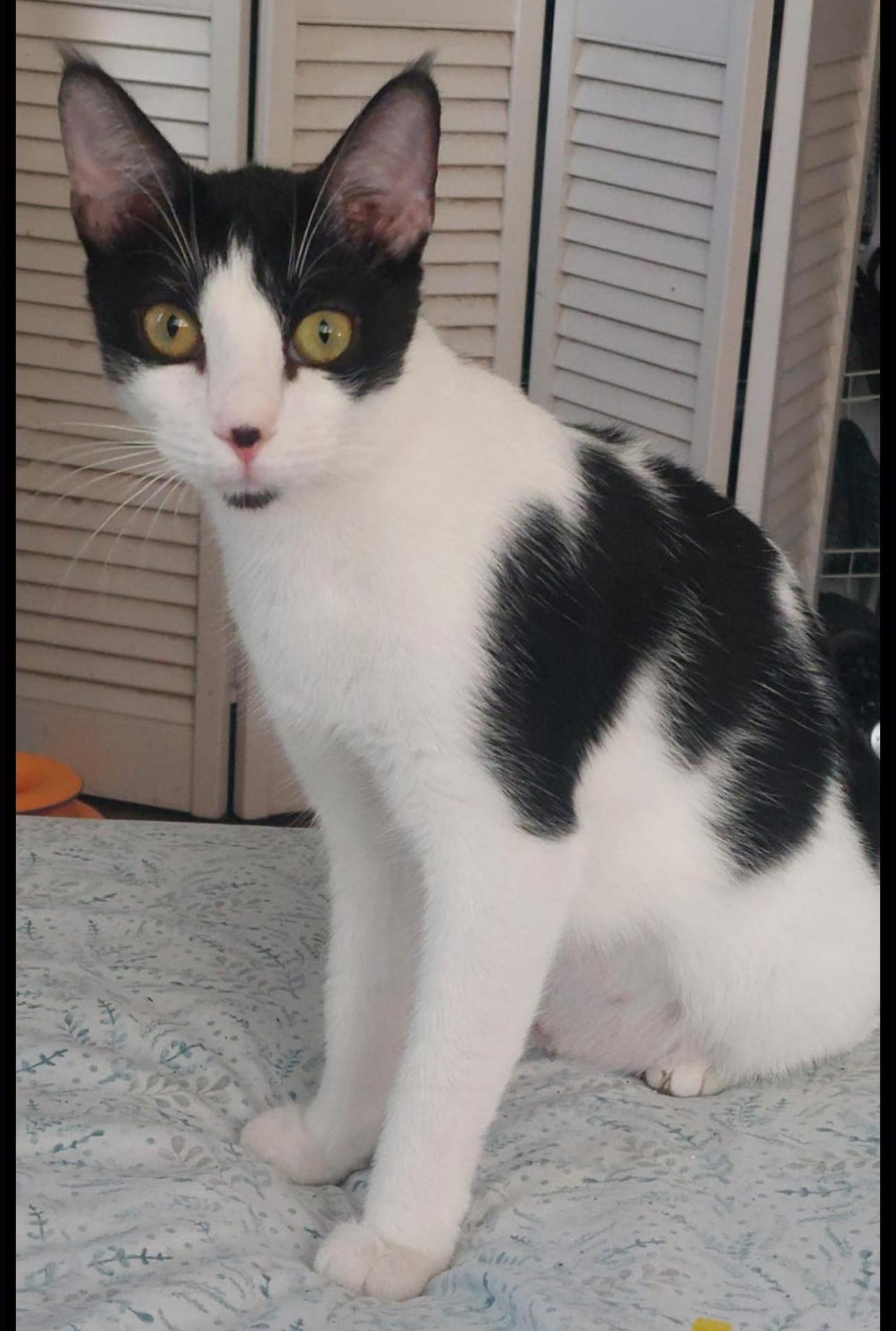 Cat for adoption - Luna Bean, an American Shorthair in Bangor , ME ...