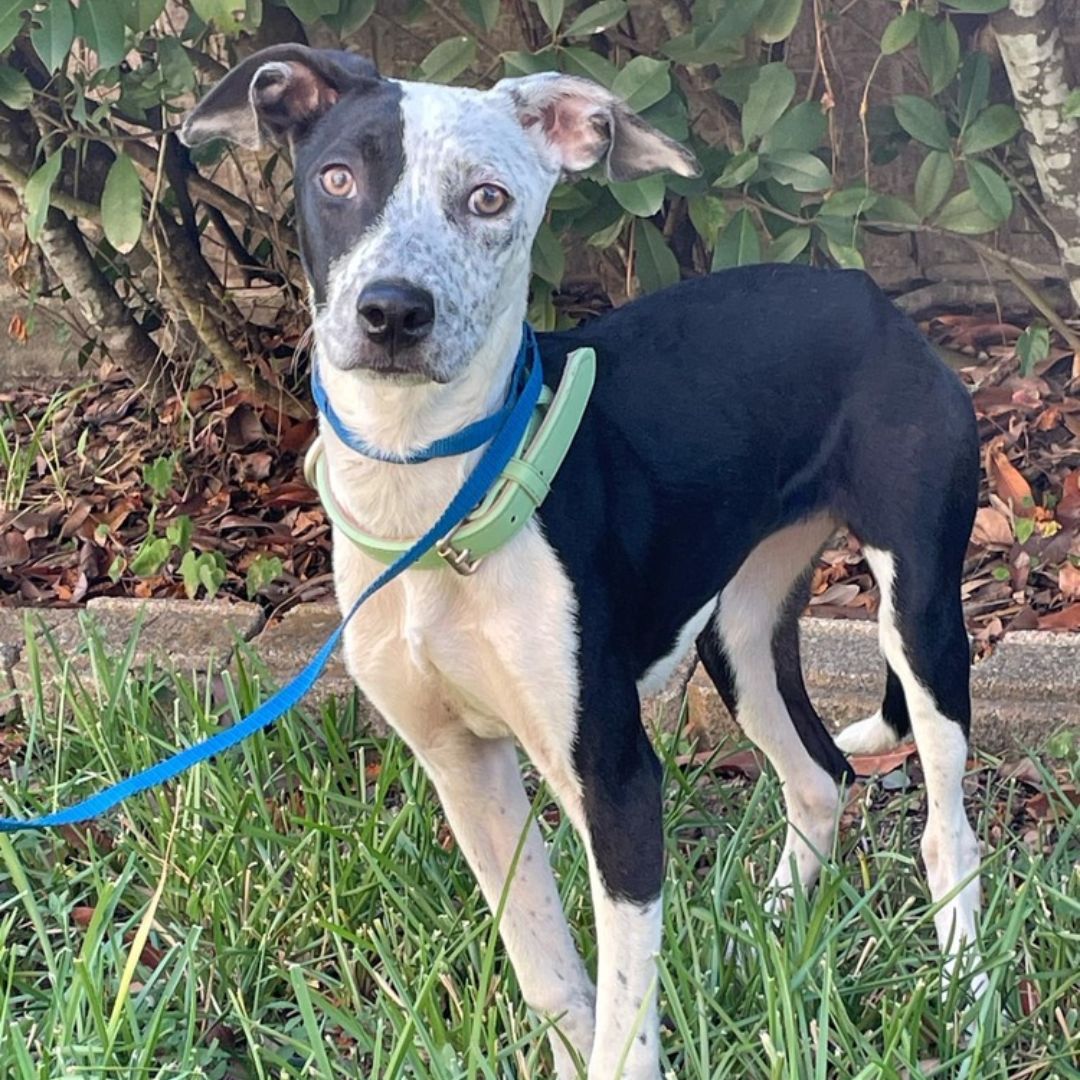 Dog for adoption - Roxie, an Australian Cattle Dog / Blue Heeler ...
