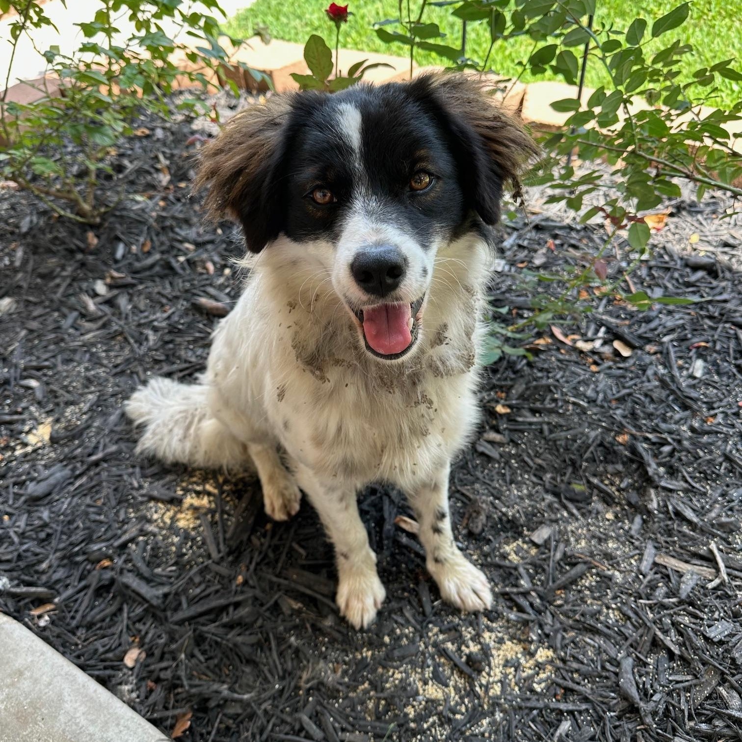 Dog for adoption - Fletcher, a Border Collie Mix in Chicago, IL | Petfinder