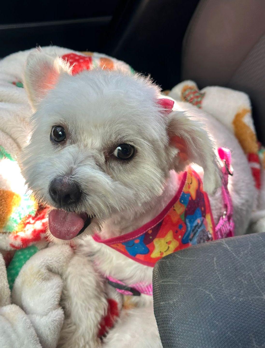 Dog for adoption - Nieve (6), a Maltese Mix in Mexicali, BCN | Petfinder