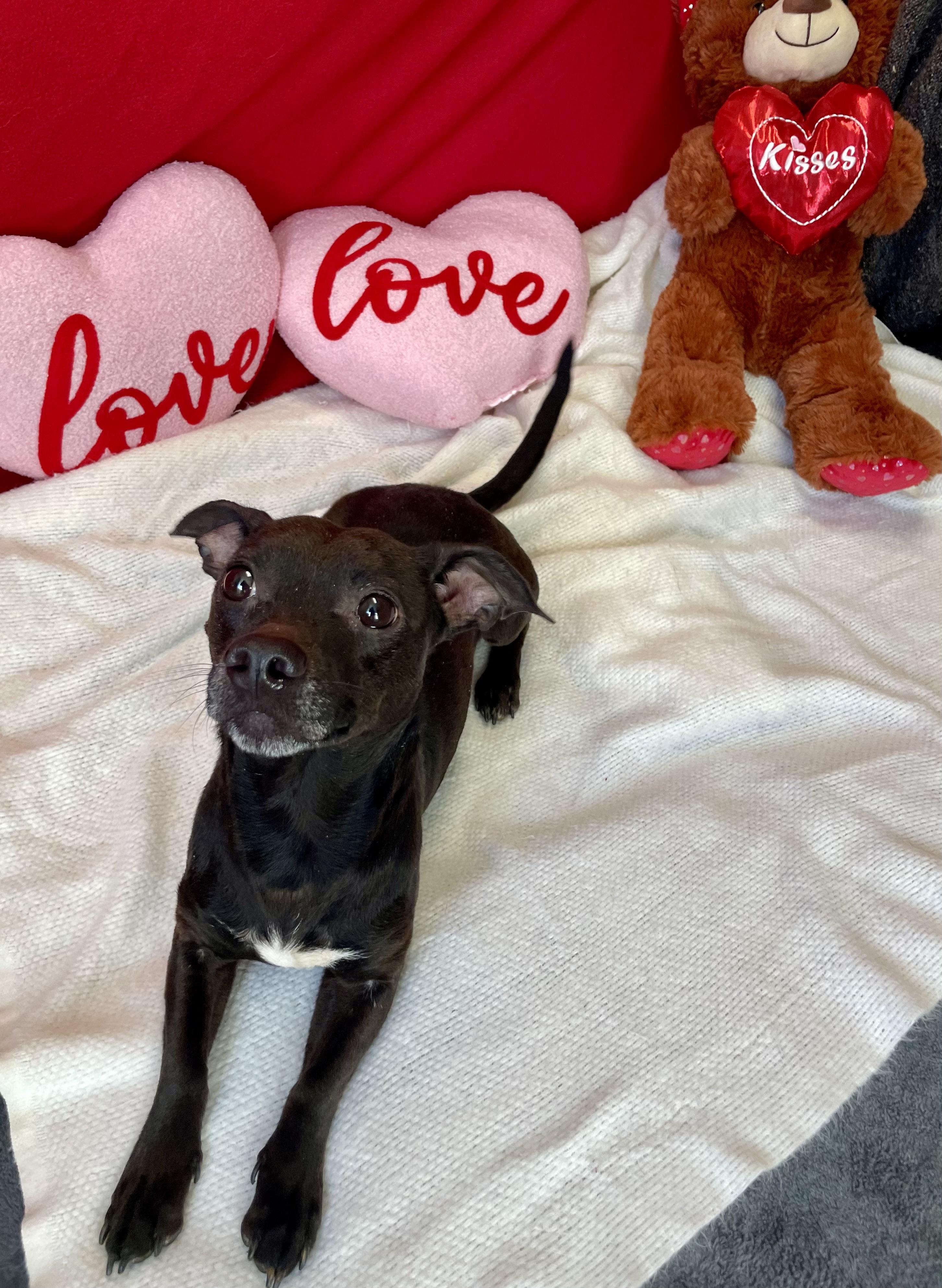 Available Dogs - The A.R.K - Animal Recycling Kennel