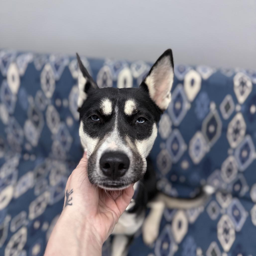 Dog for adoption - Daisy, a Husky & Rat Terrier Mix in Monticello, IA ...