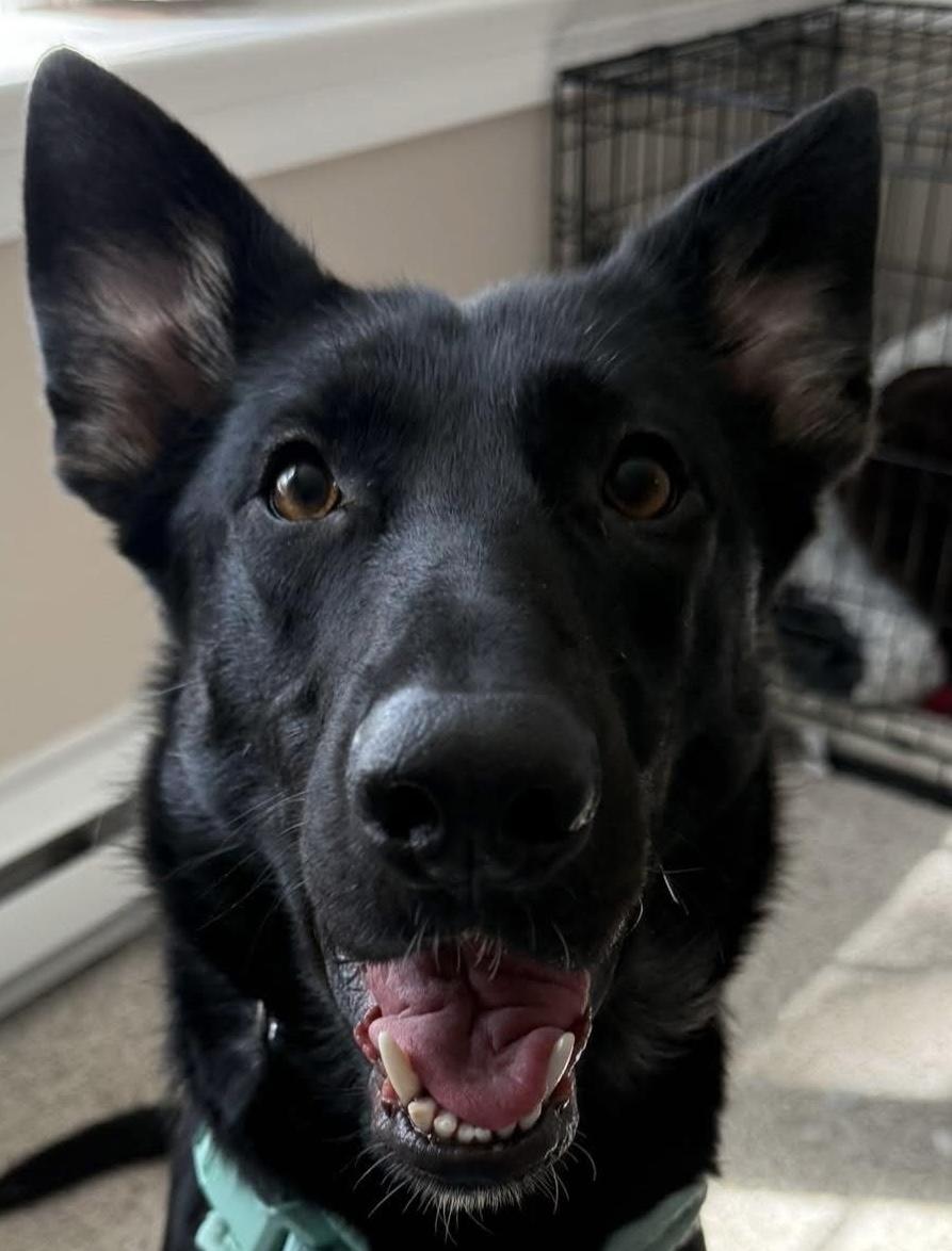 Dog for adoption - Luna, a German Shepherd Dog in North Easton, MA ...