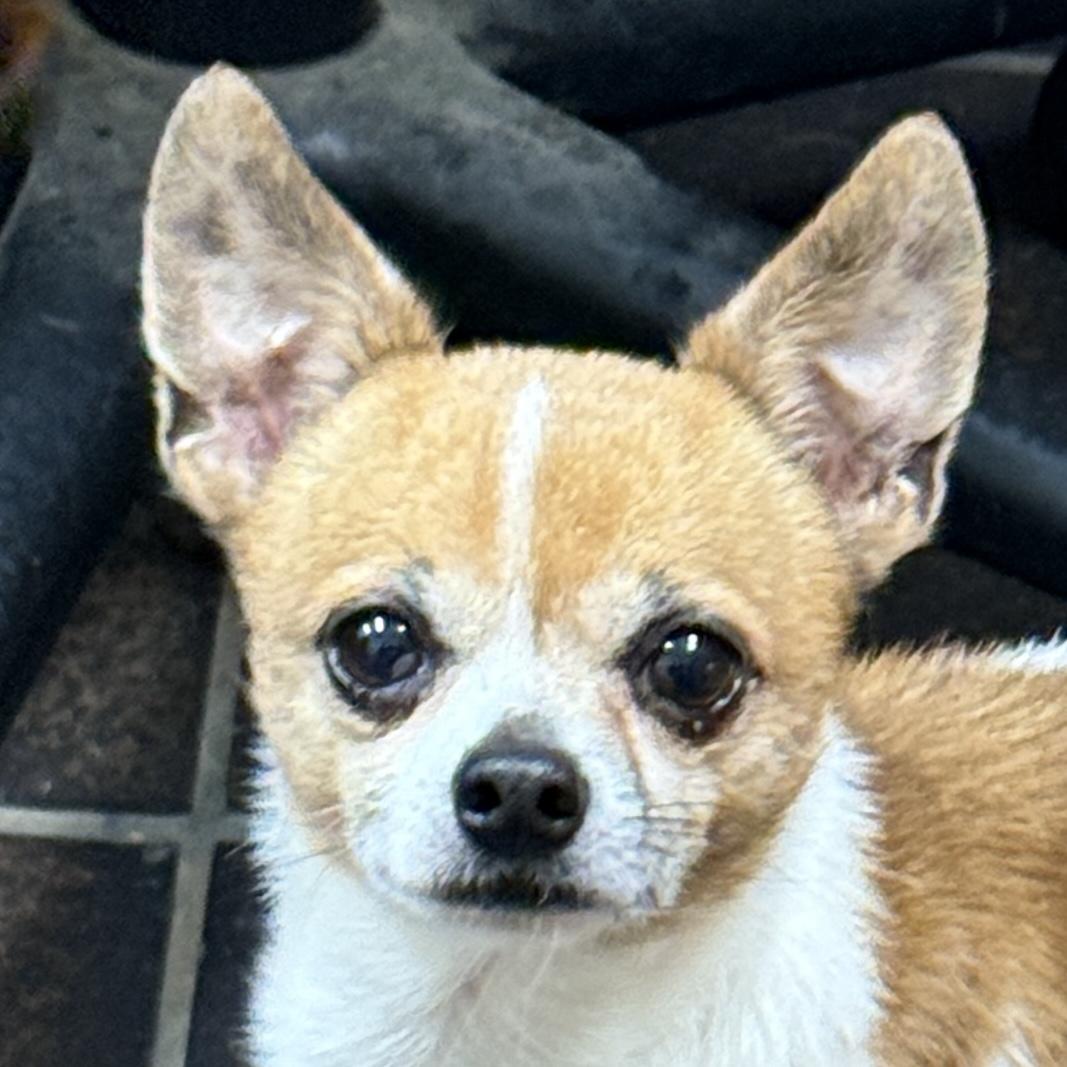 Dog for adoption - Roman, a Chihuahua in Auburn, NE | Petfinder