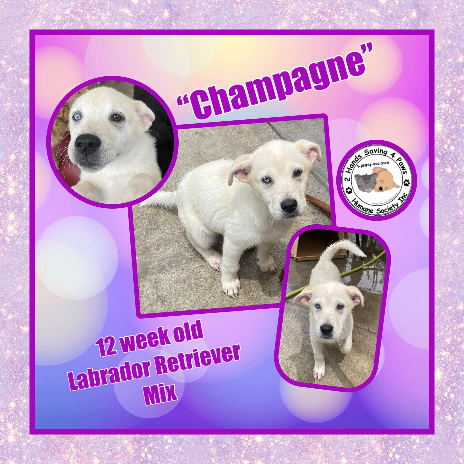 Dog for adoption - Champagne, a Labrador Retriever Mix in Wallington ...