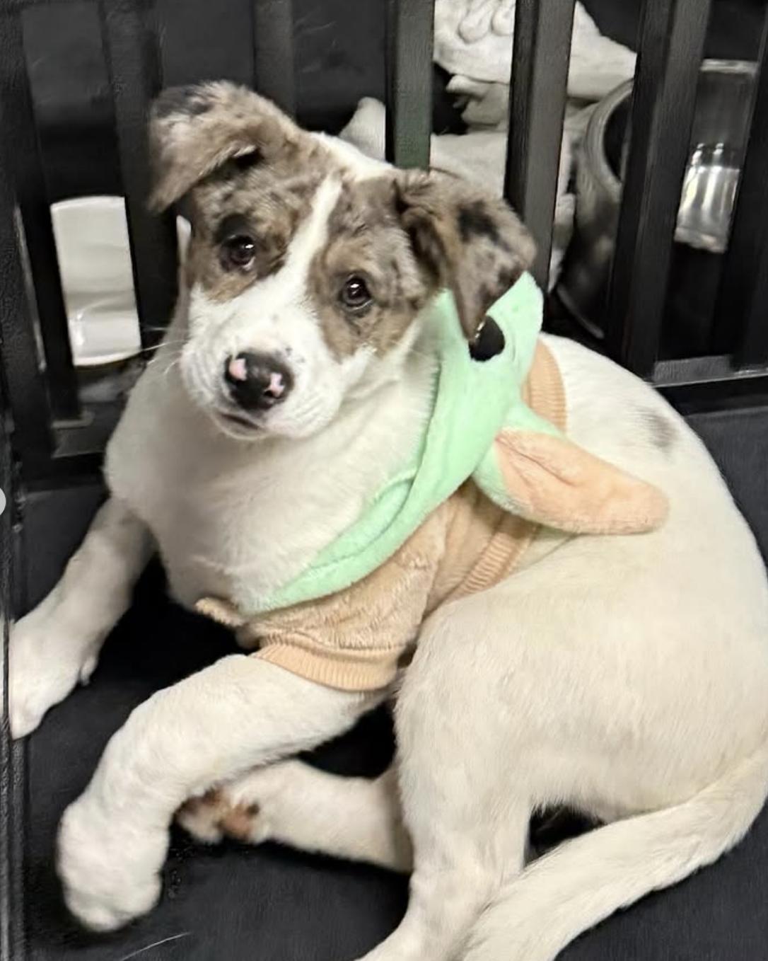 Dog for adoption - Ritz, an Australian Shepherd & Australian Cattle Dog ...