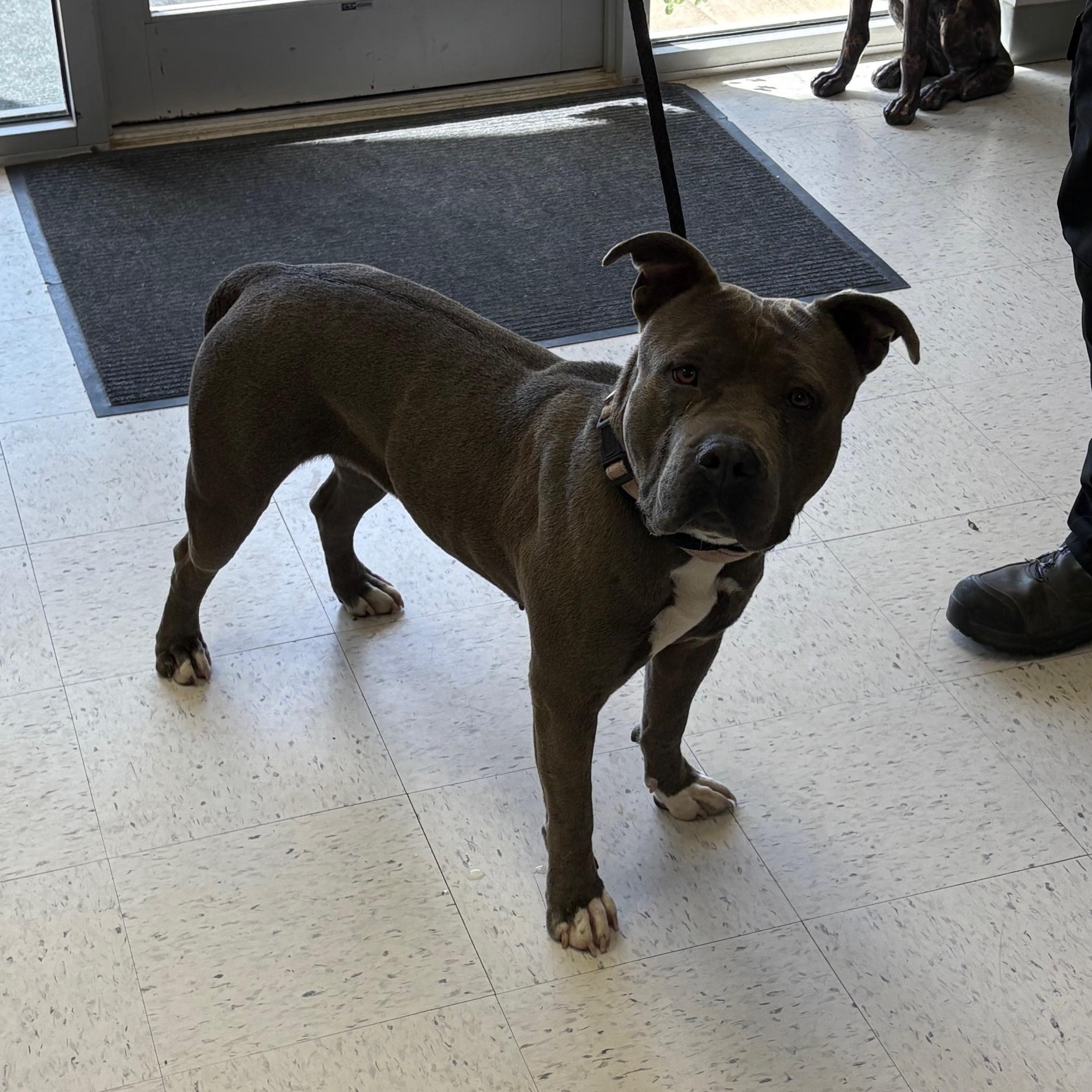 Dog for adoption - Bella, a Mixed Breed in Decatur, TX | Petfinder