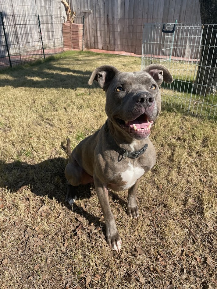 Dog for adoption - Brixton, an American Staffordshire Terrier in ...