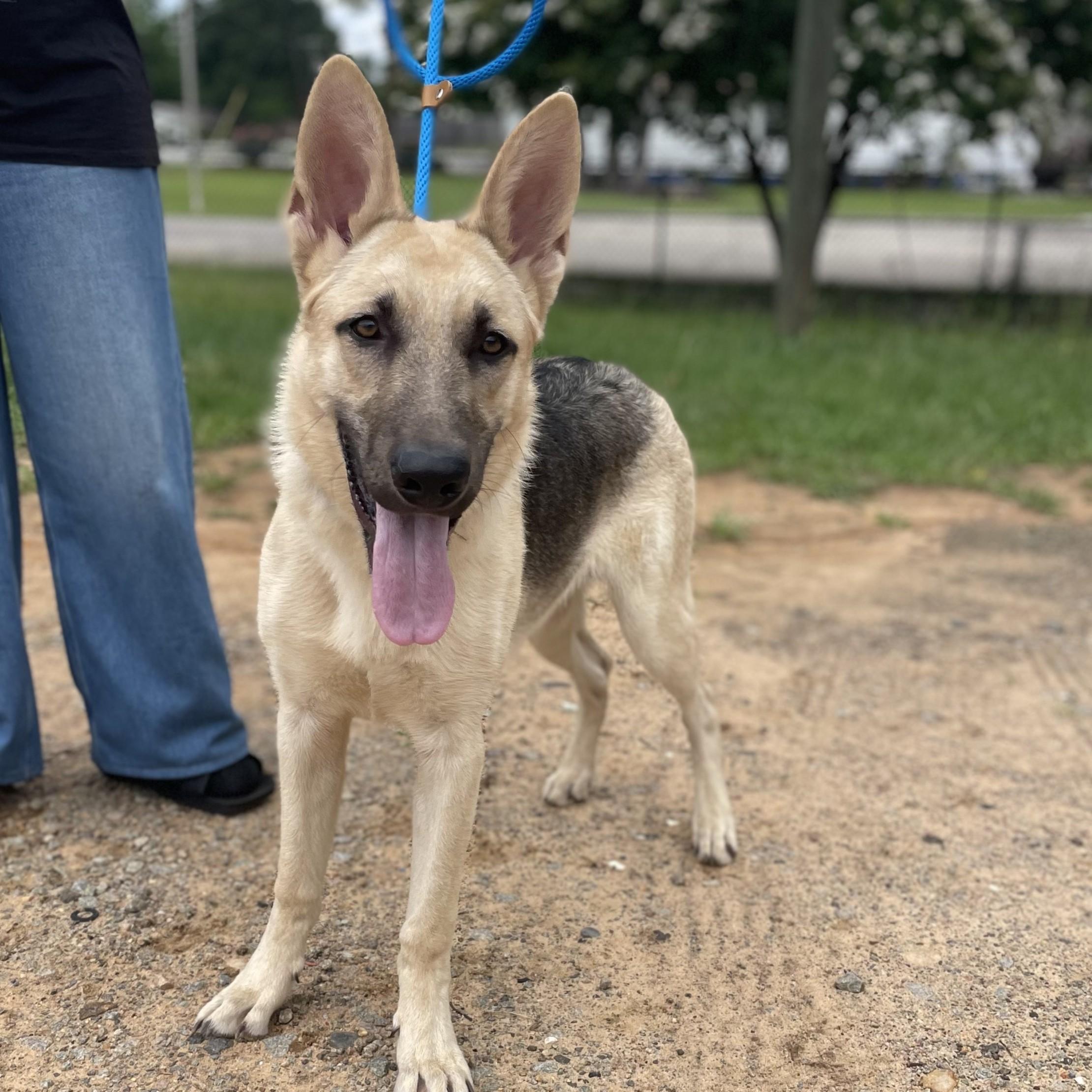 Dog for adoption - Jet, a German Shepherd Dog Mix in Washington, DC ...
