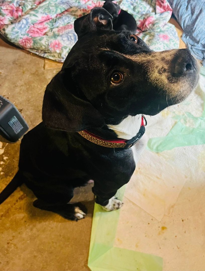 Dog for adoption - Dori , a Boxer & English Springer Spaniel Mix in ...