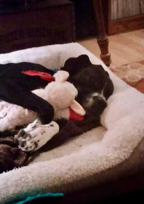 Dog for adoption - Dori , a Boxer & English Springer Spaniel Mix in ...