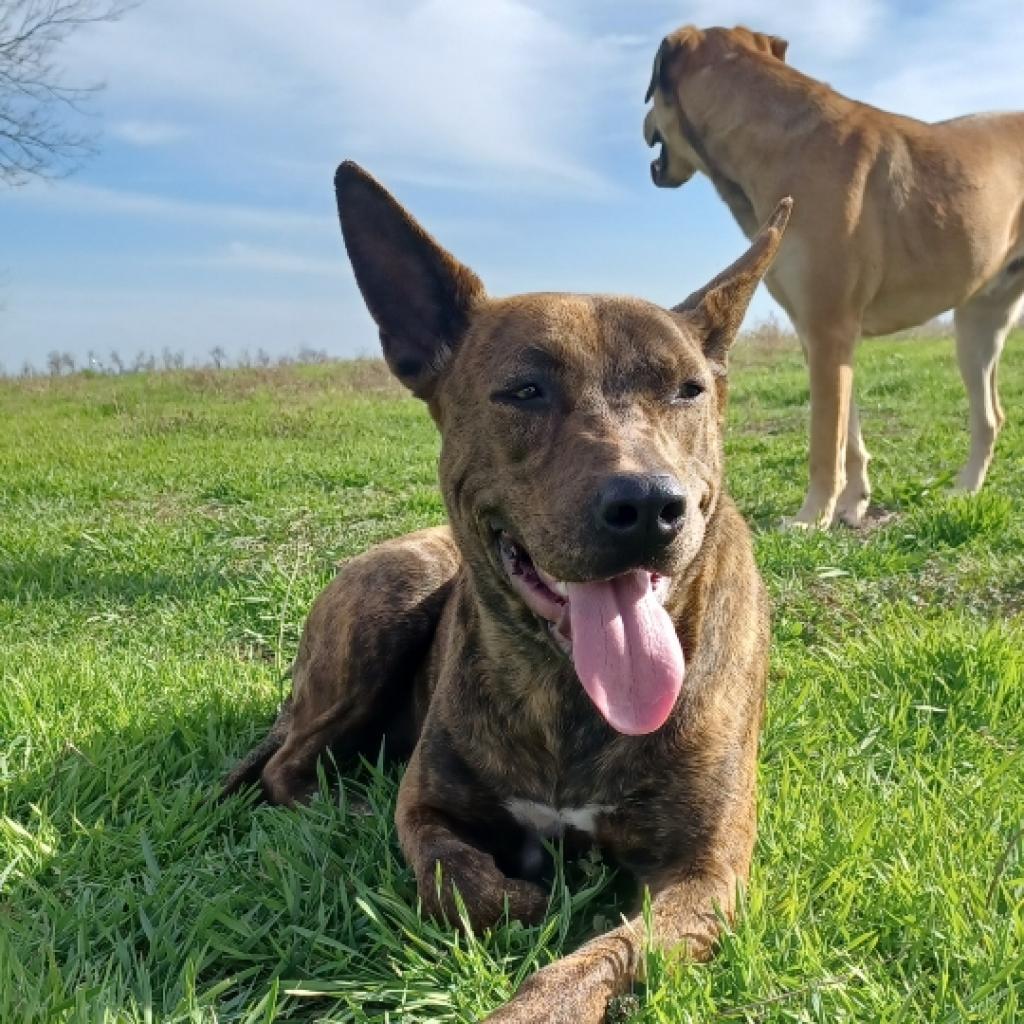 Dog for adoption - Deuce, a Dutch Shepherd & Plott Hound Mix in ...