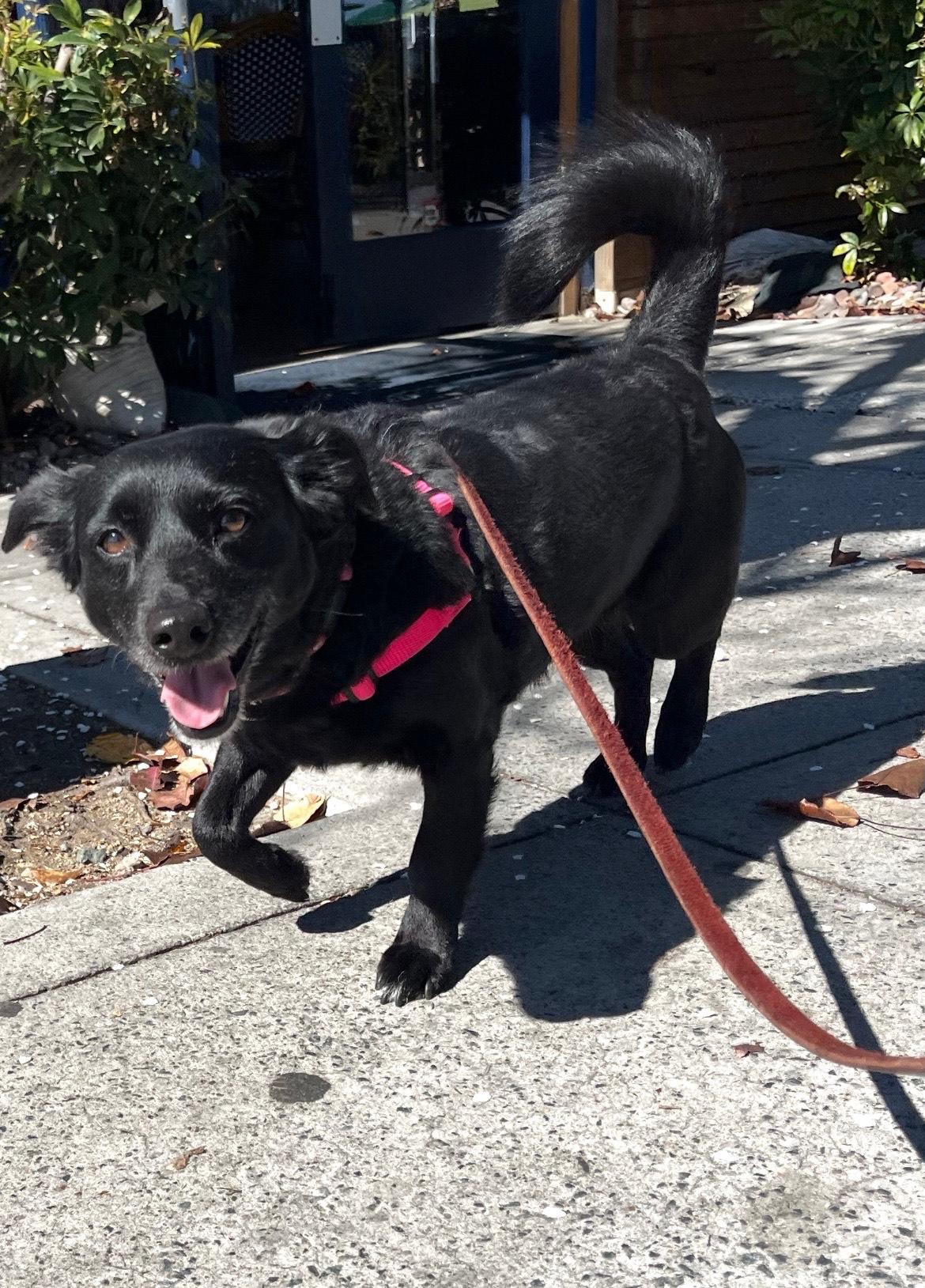 Dog for adoption - Maya, a Black Labrador Retriever Mix in Coronado, CA ...