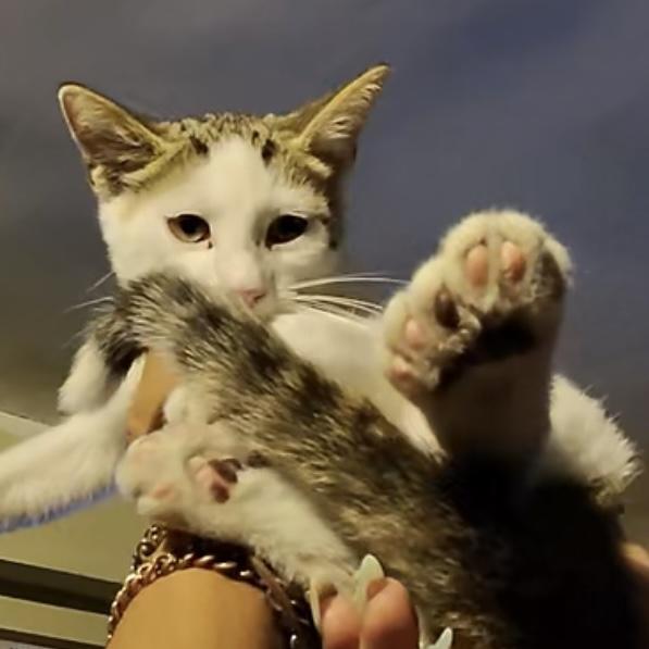 Cat for adoption - Littlefoot (7 toes!), an Extra-Toes Cat / Hemingway ...
