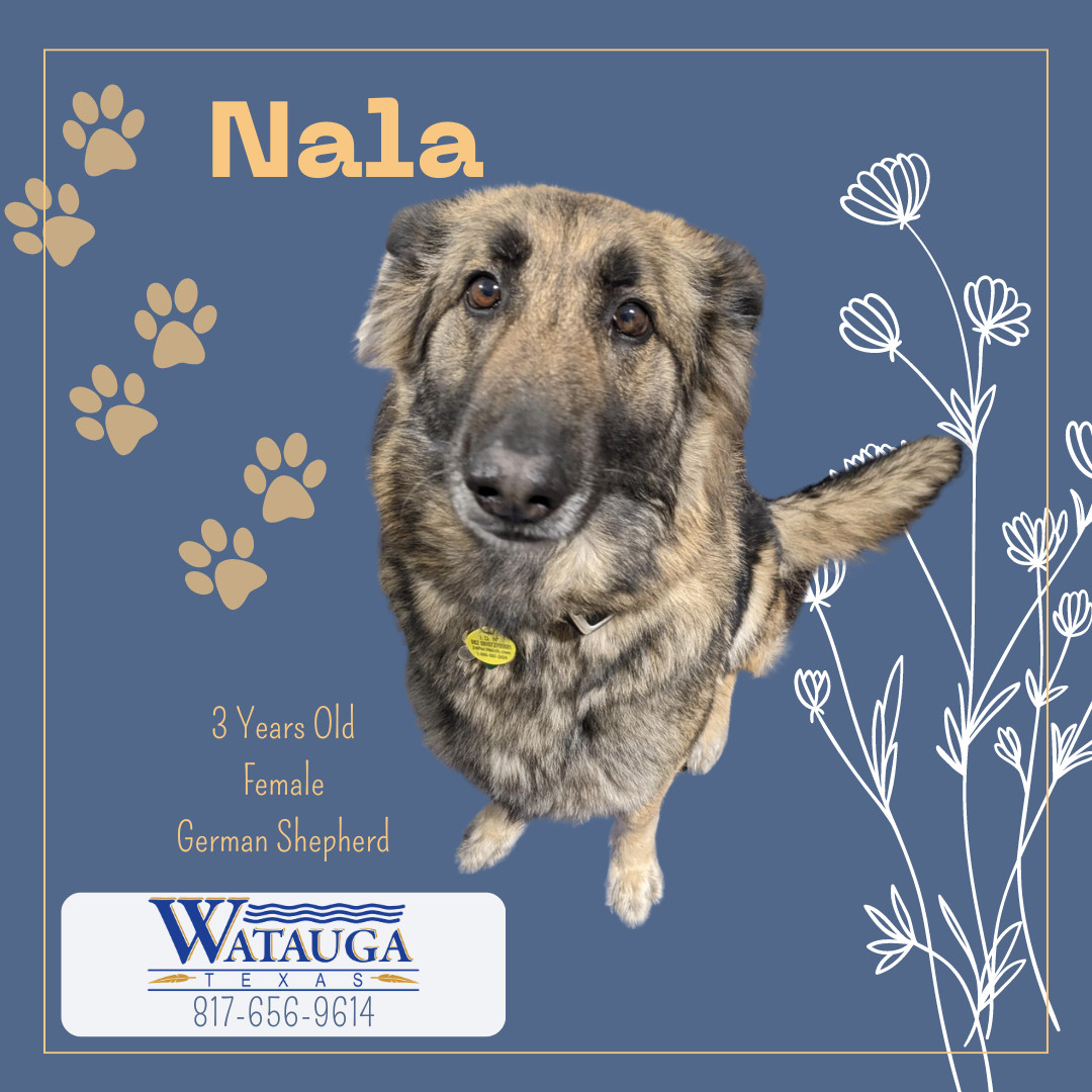 Dog for adoption - Nala, a German Shepherd Dog in Watauga, TX | Petfinder
