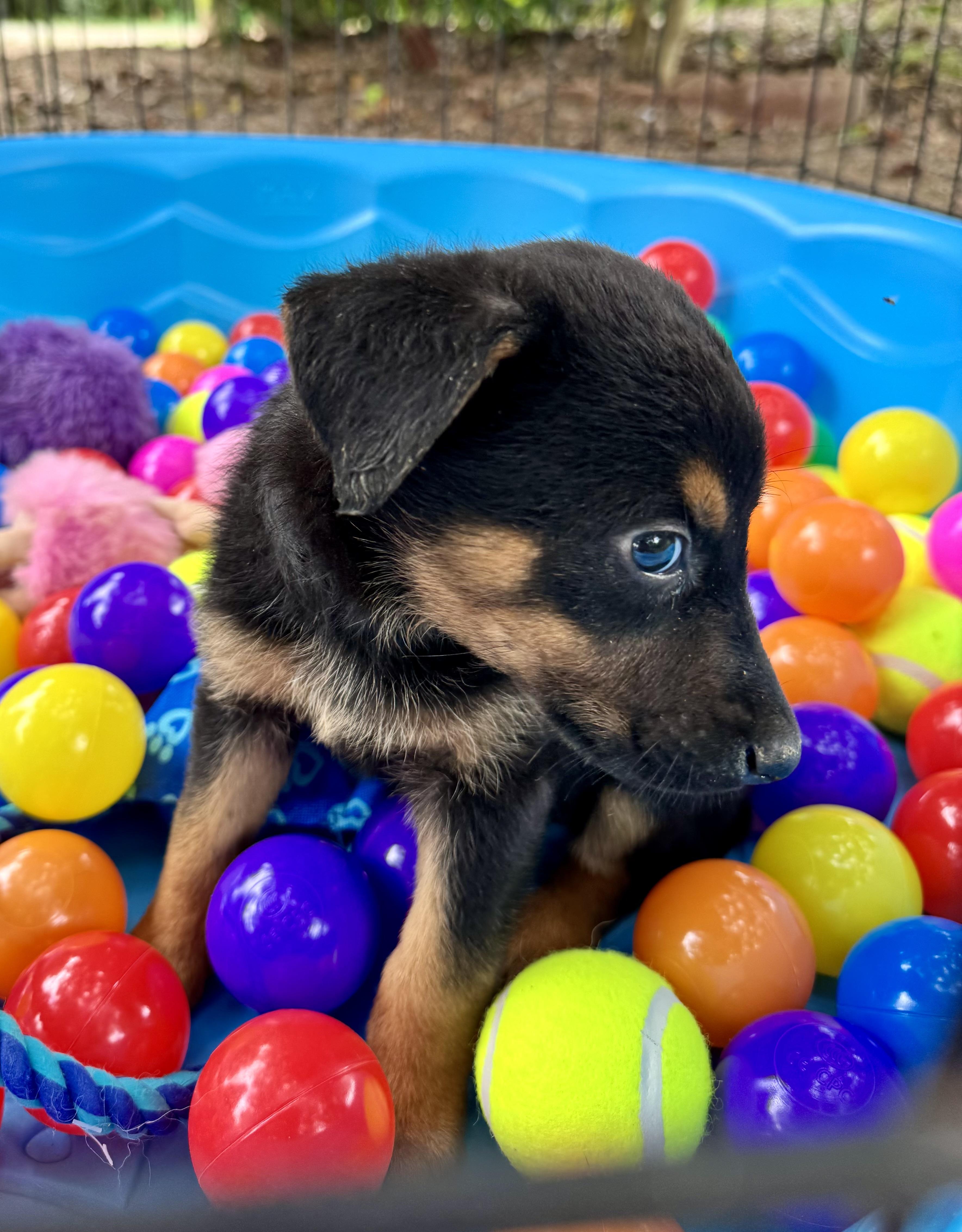 Dog for adoption - SNICKLE MAE, a Doberman Pinscher Mix in Bridgeport ...