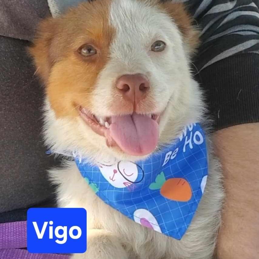 Dog for adoption - Vigo, a Mixed Breed in Woolwich, ME | Petfinder